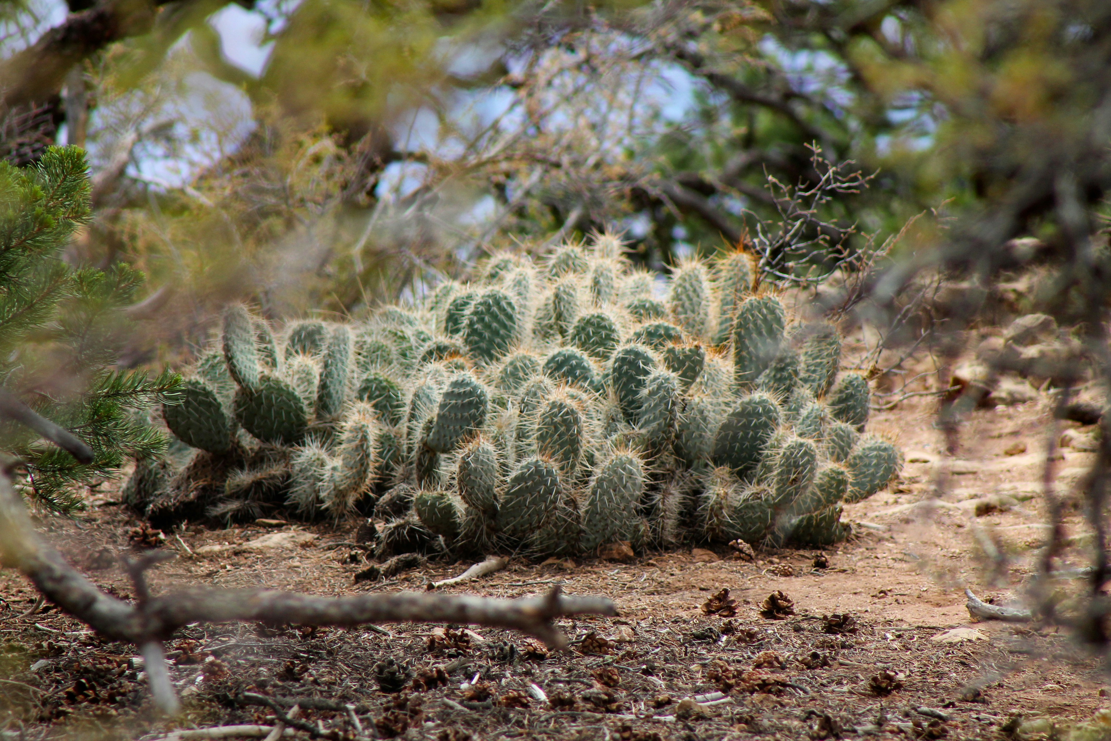 A group of cacti growing in a forest photo – Free Sedona Image on Unsplash
