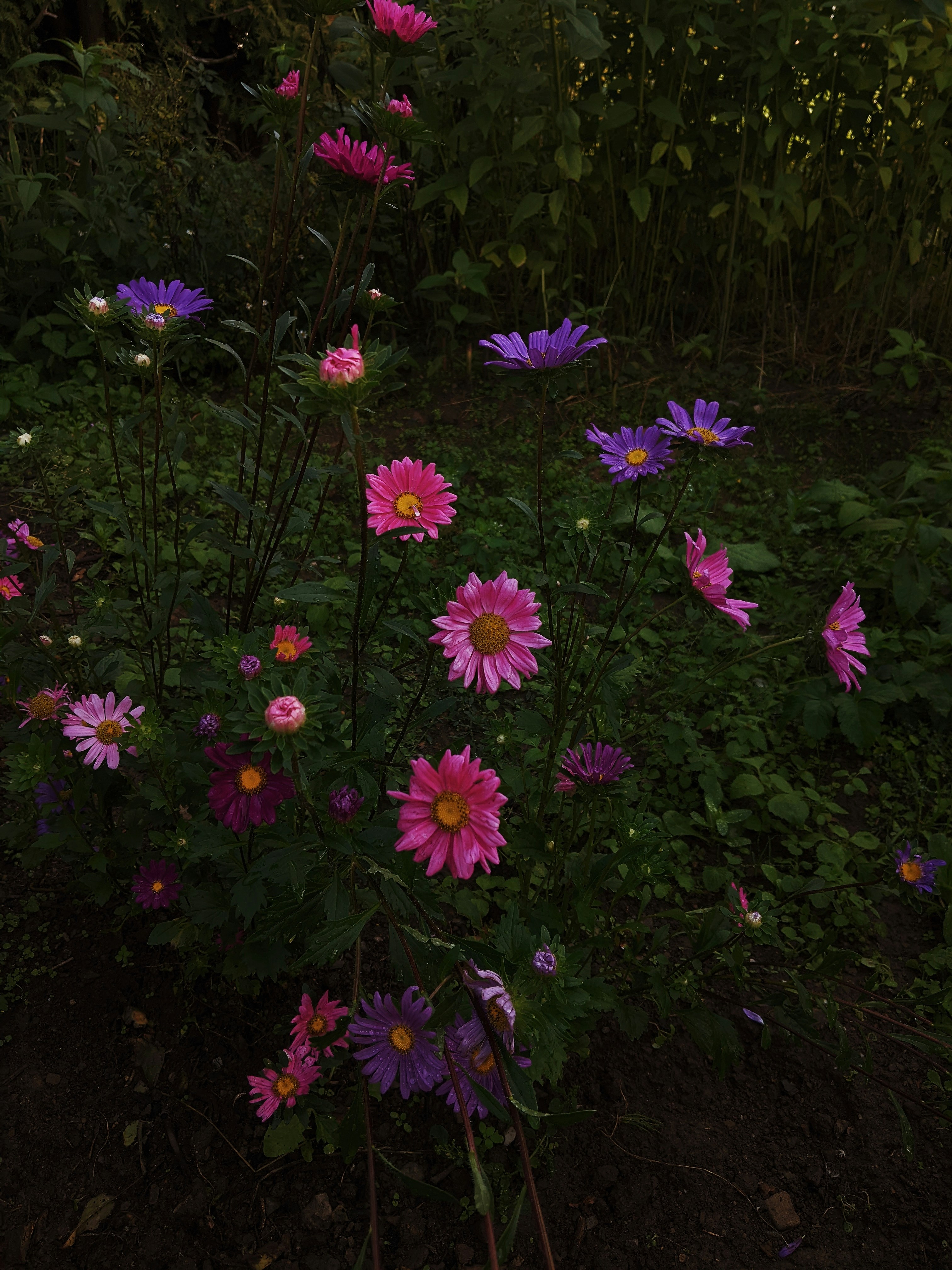 Dusk-Lit Daisies: Pink and Purple Blooms in a Quiet Garden