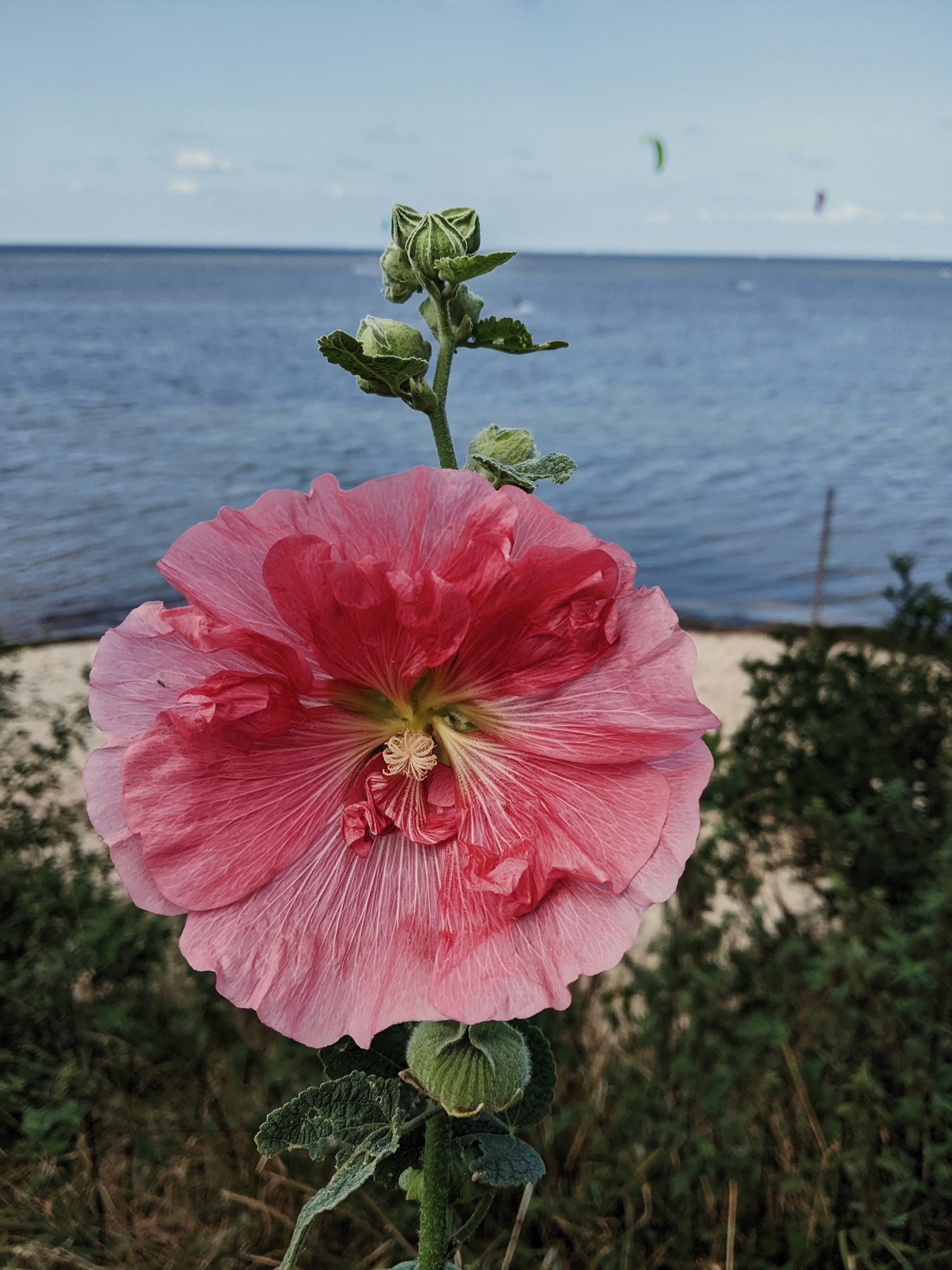 Sea-Edge Hollyhock: A Pink Bloom Reaching Toward an Open Horizon