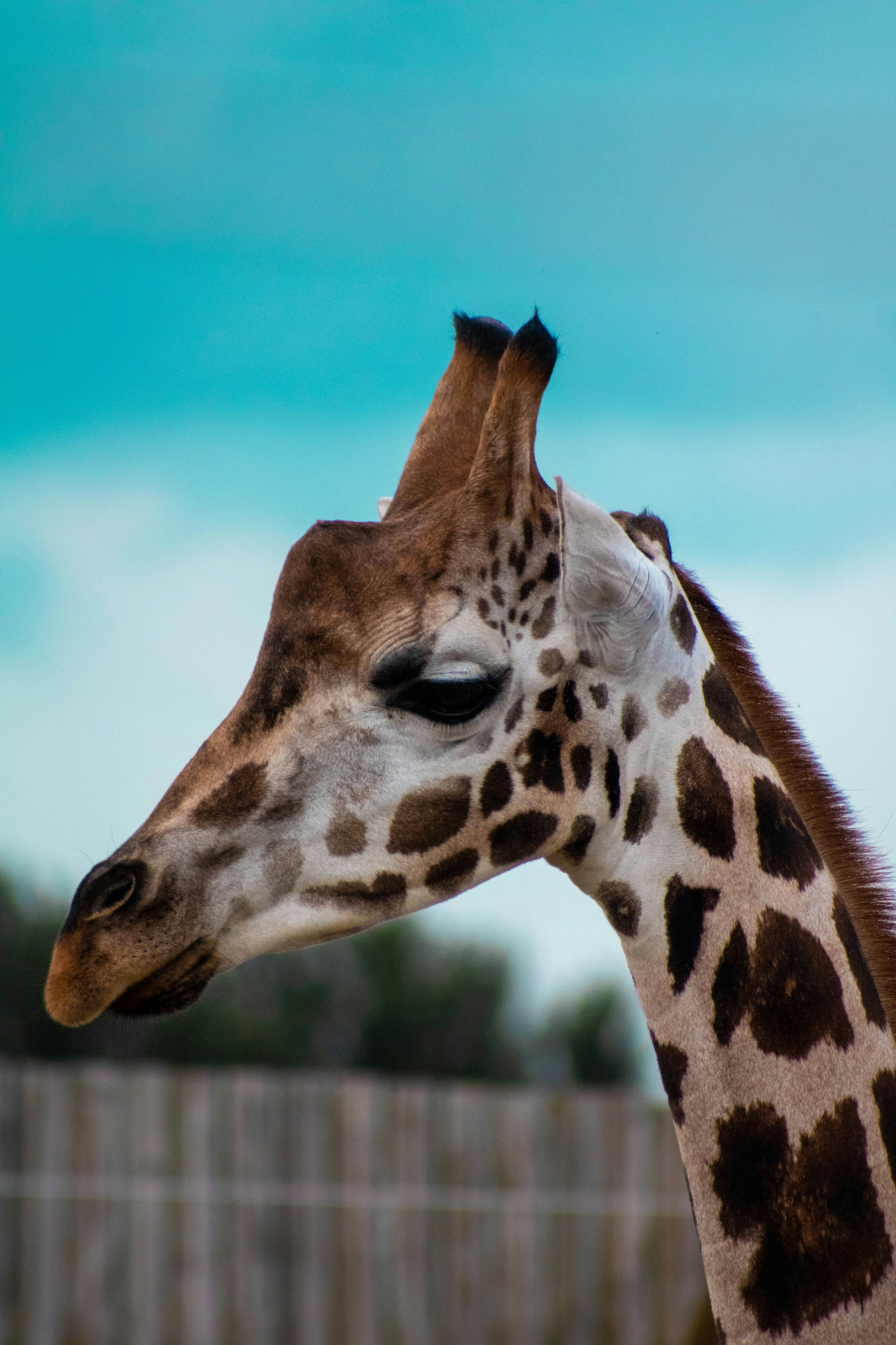 A giraffe stands in front of a wooden fence photo – Free United kingdom ...
