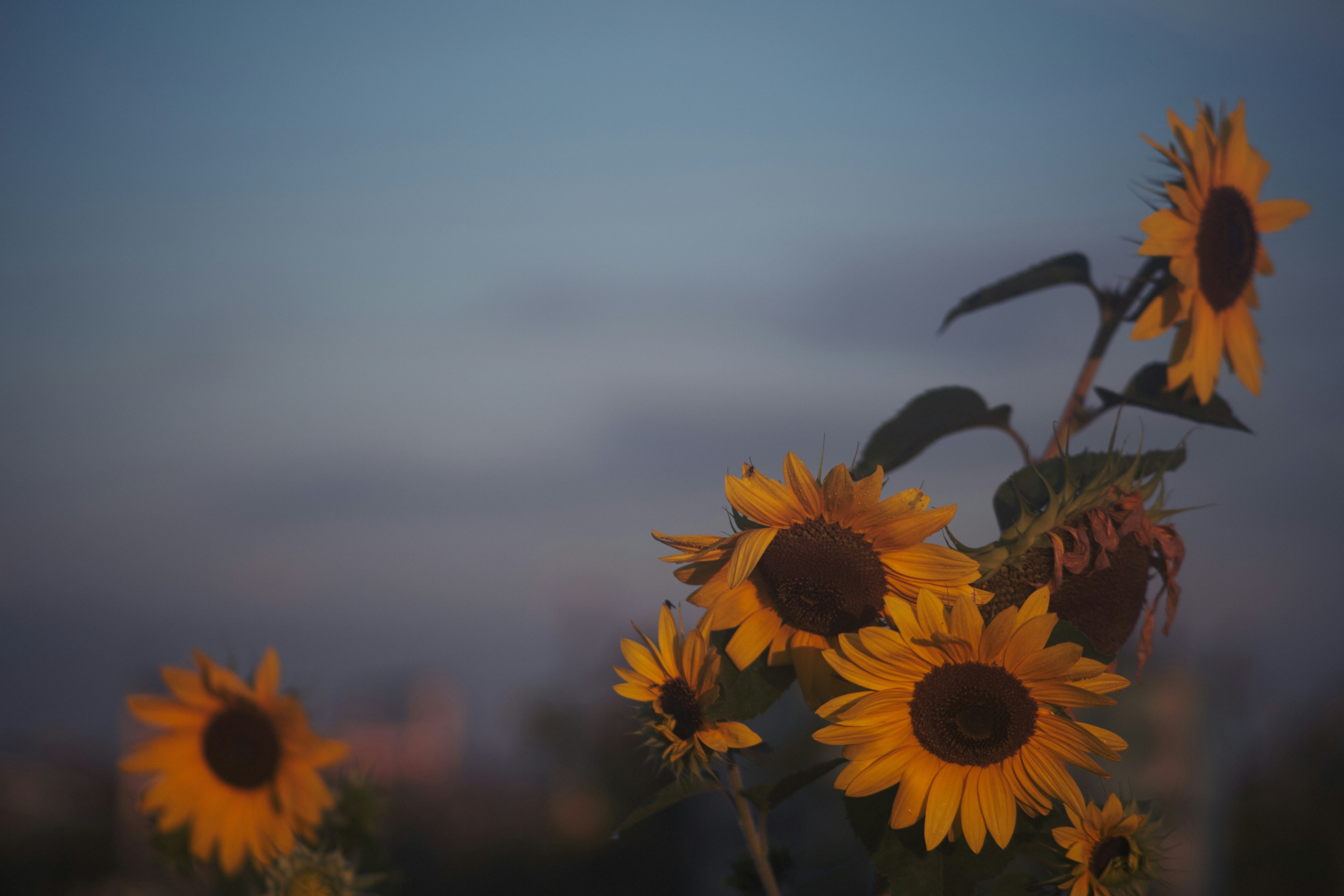 A group of sunflowers photo – Free Sunflower Image on Unsplash