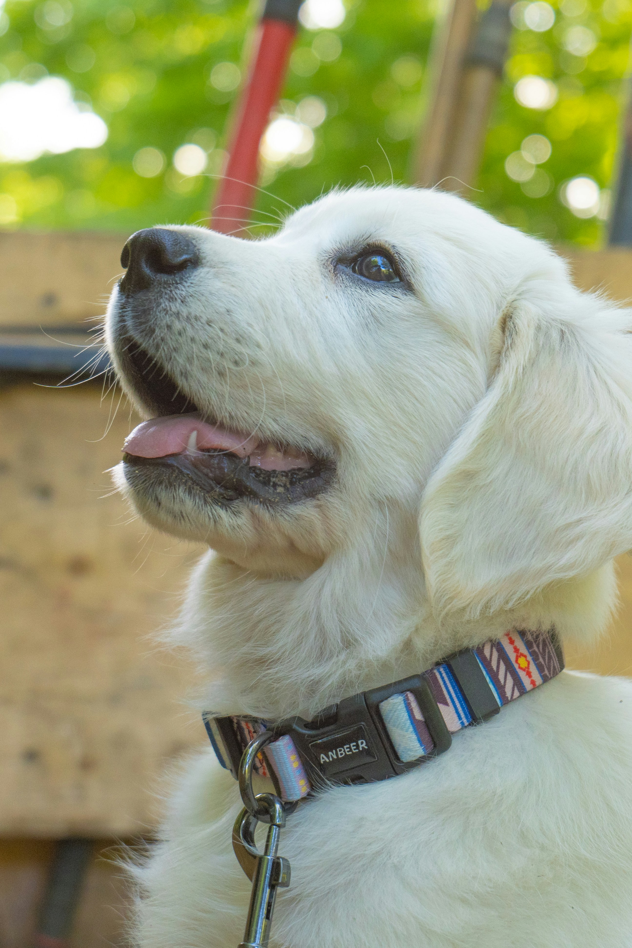 A dog with a leash photo – Free Animal Image on Unsplash