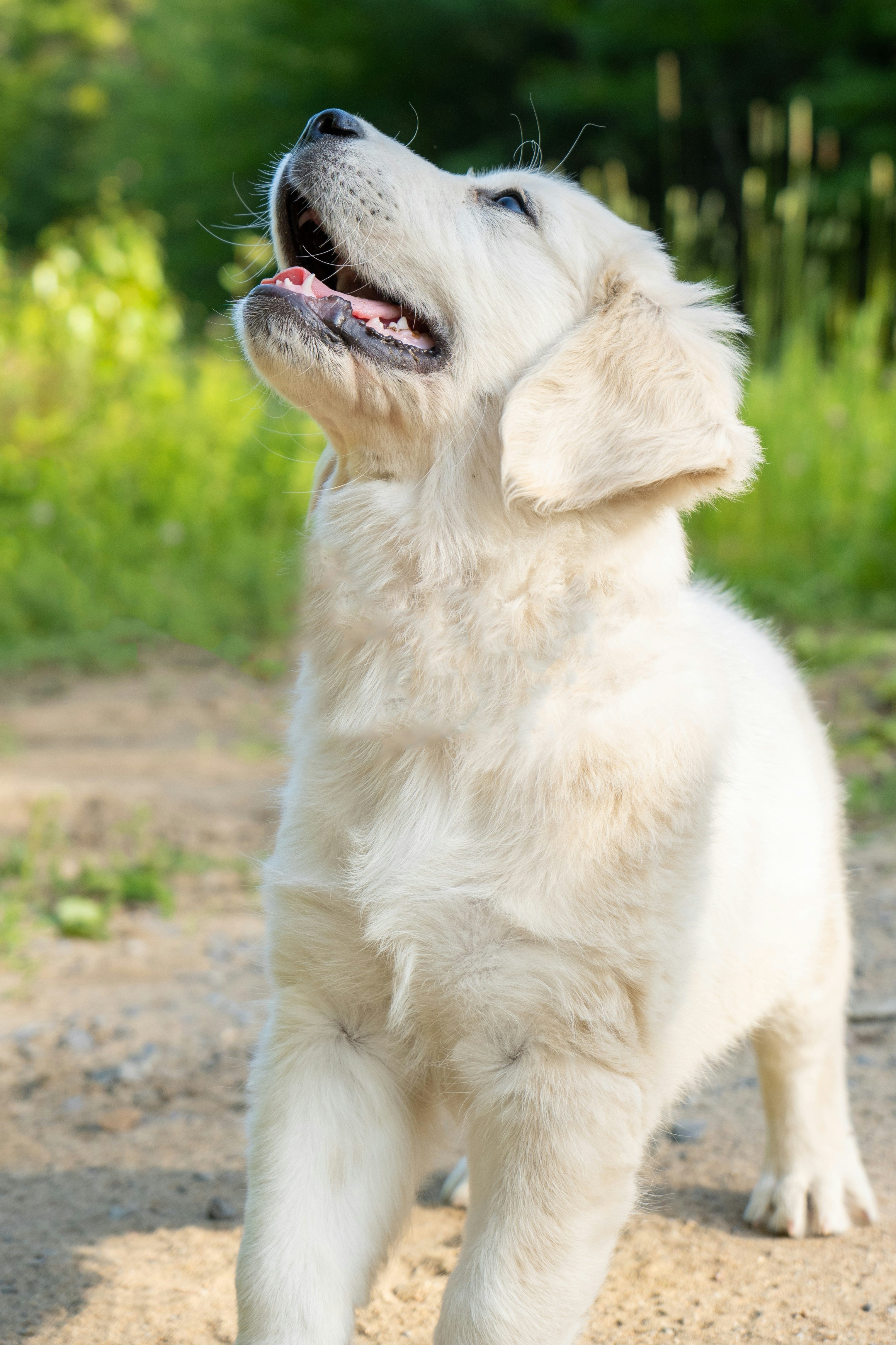 A dog sitting outside photo – Free Dog Image on Unsplash