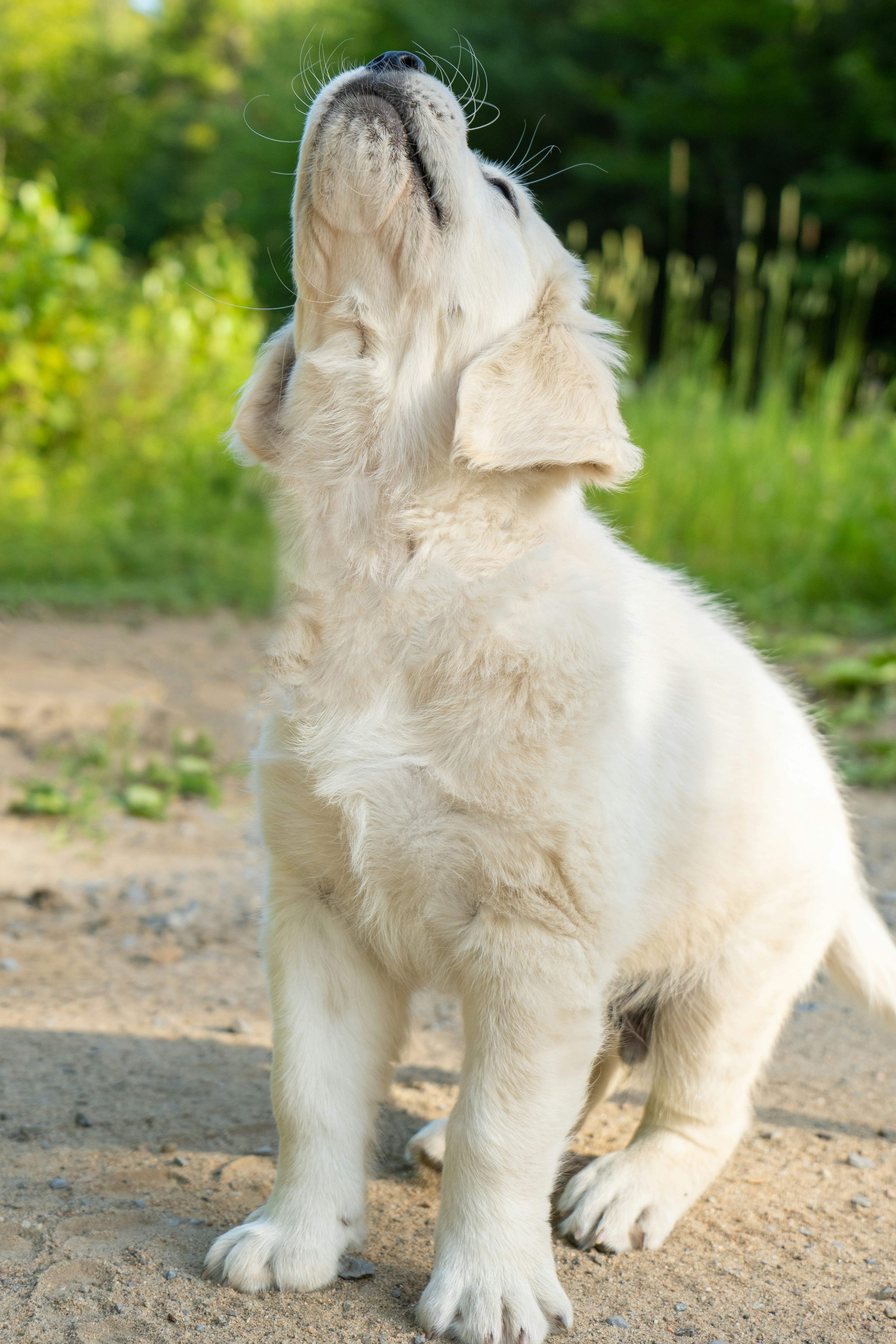 Foto Un perro parado en un camino de tierra – Imagen Animal gratis en ...