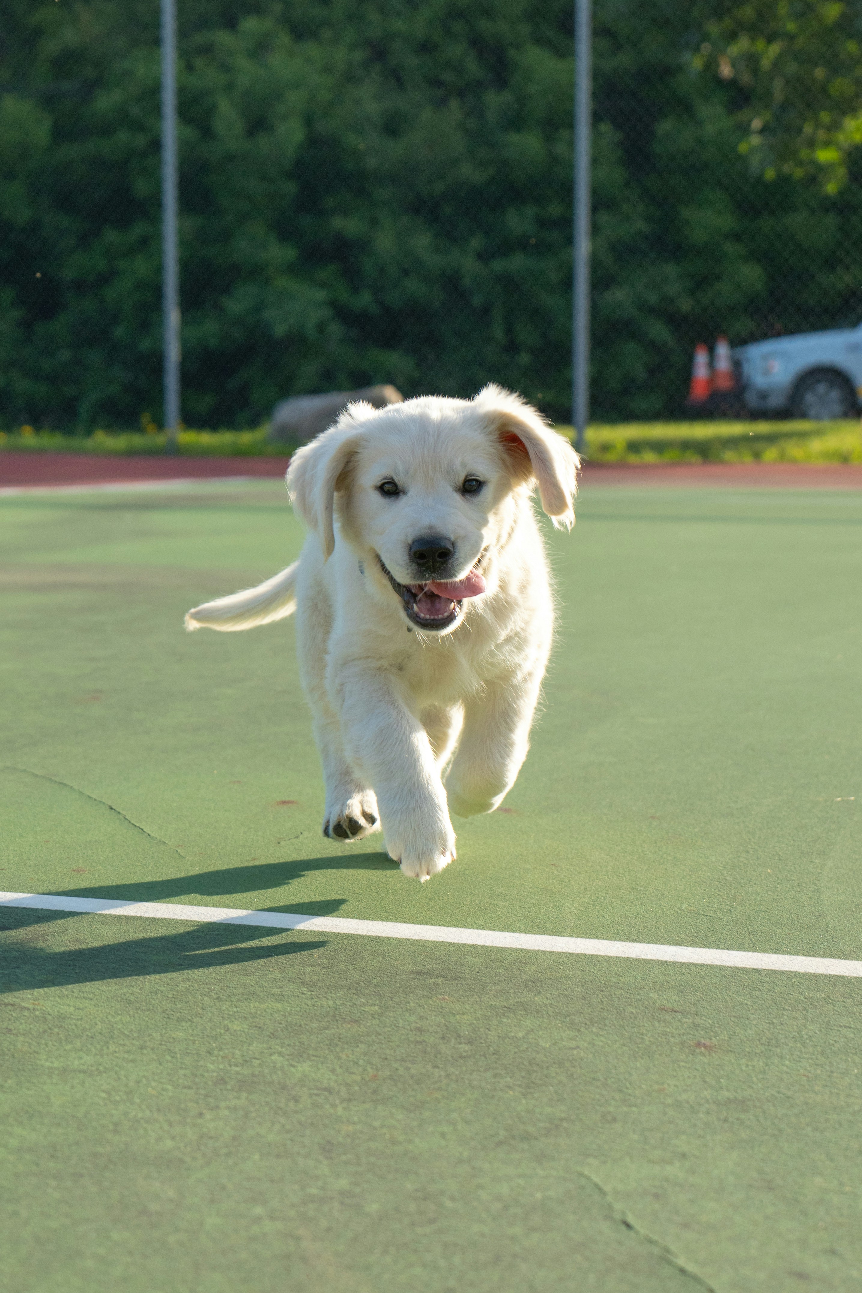 Golden Retriever in Mid-Gallop on a Club Court