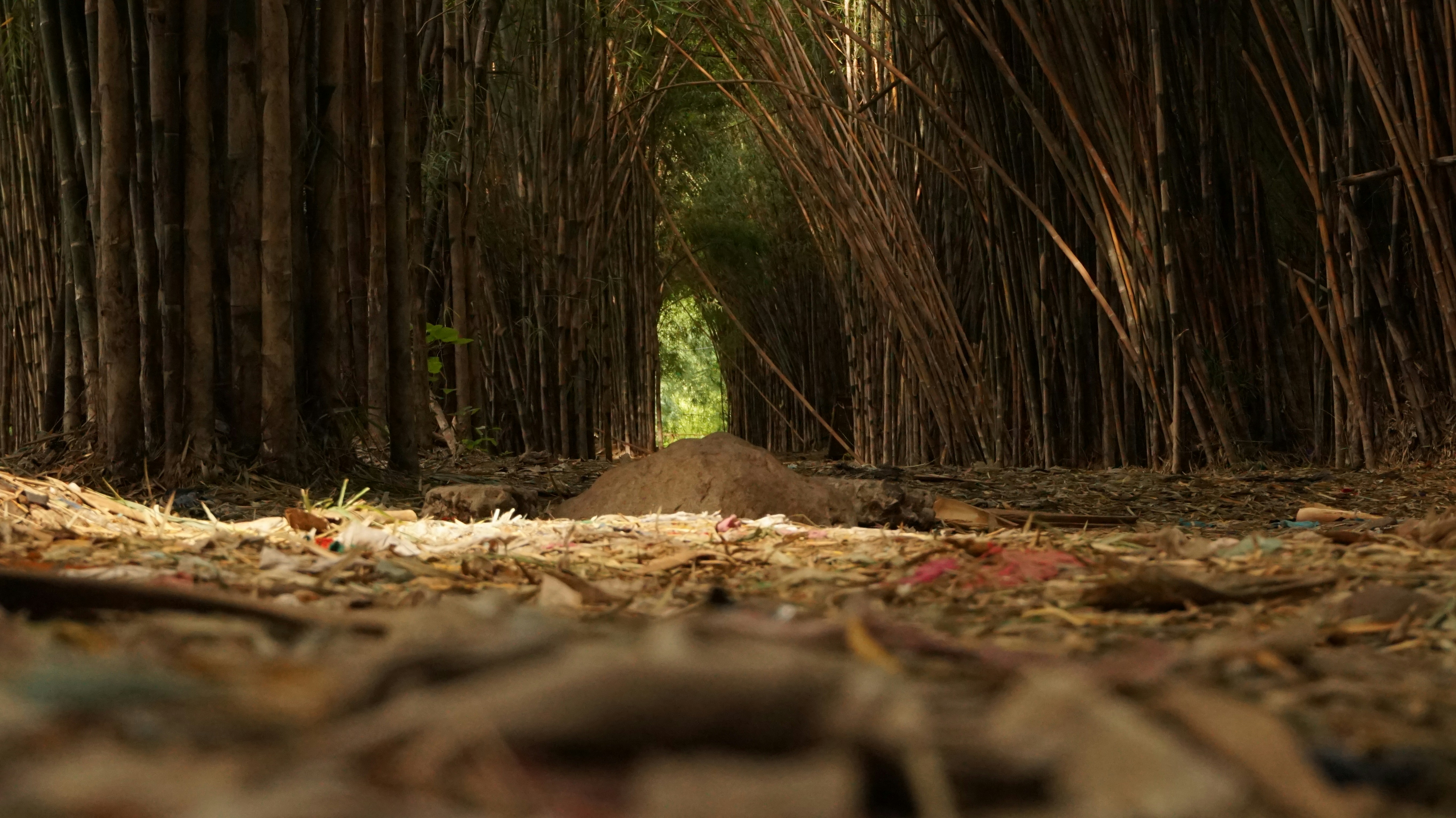 Tunnel of Bamboo: A Light at the End of the Path