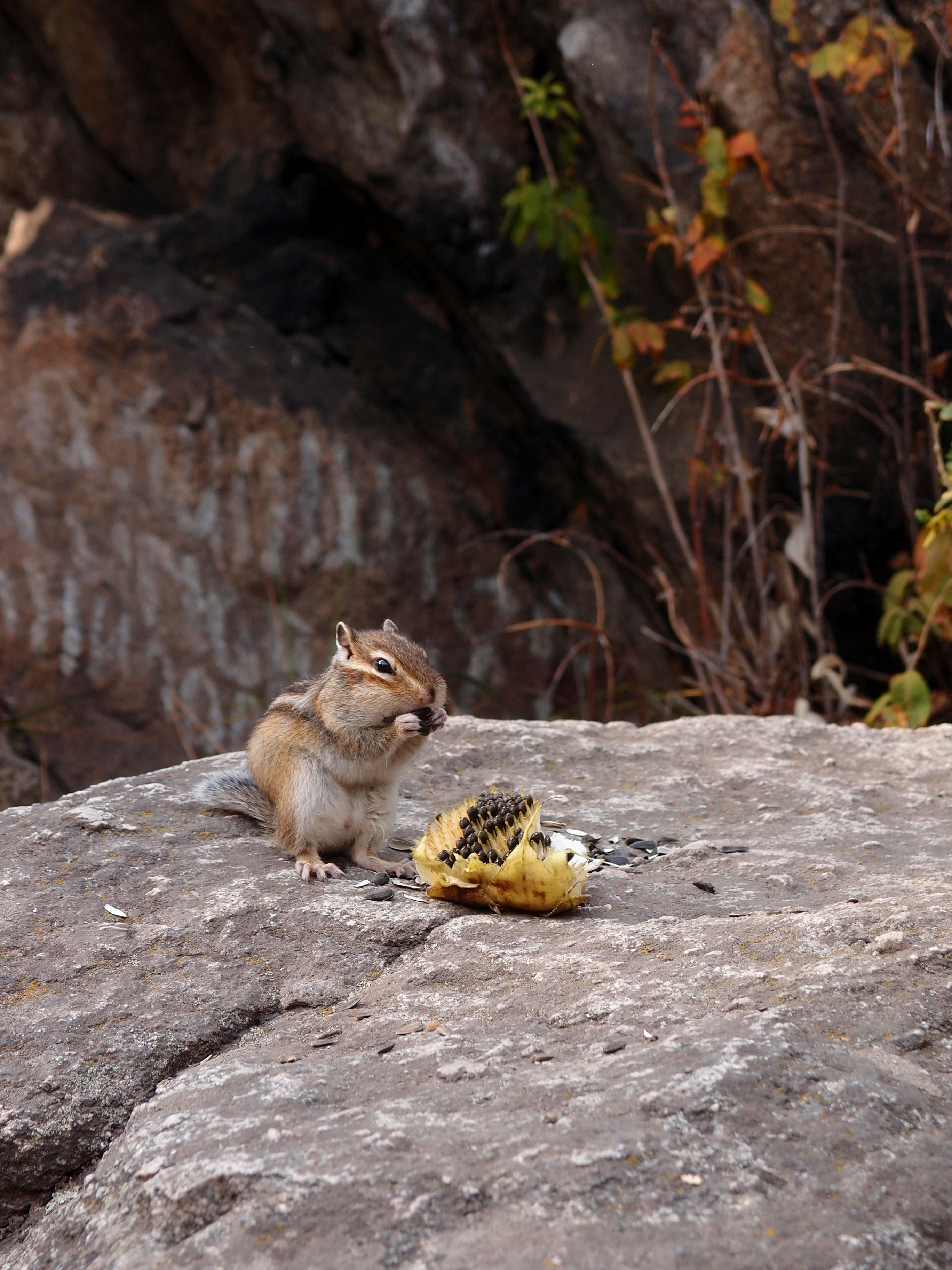 Rock-Side Nibbler: A Chipmunk Pause Over a Snack