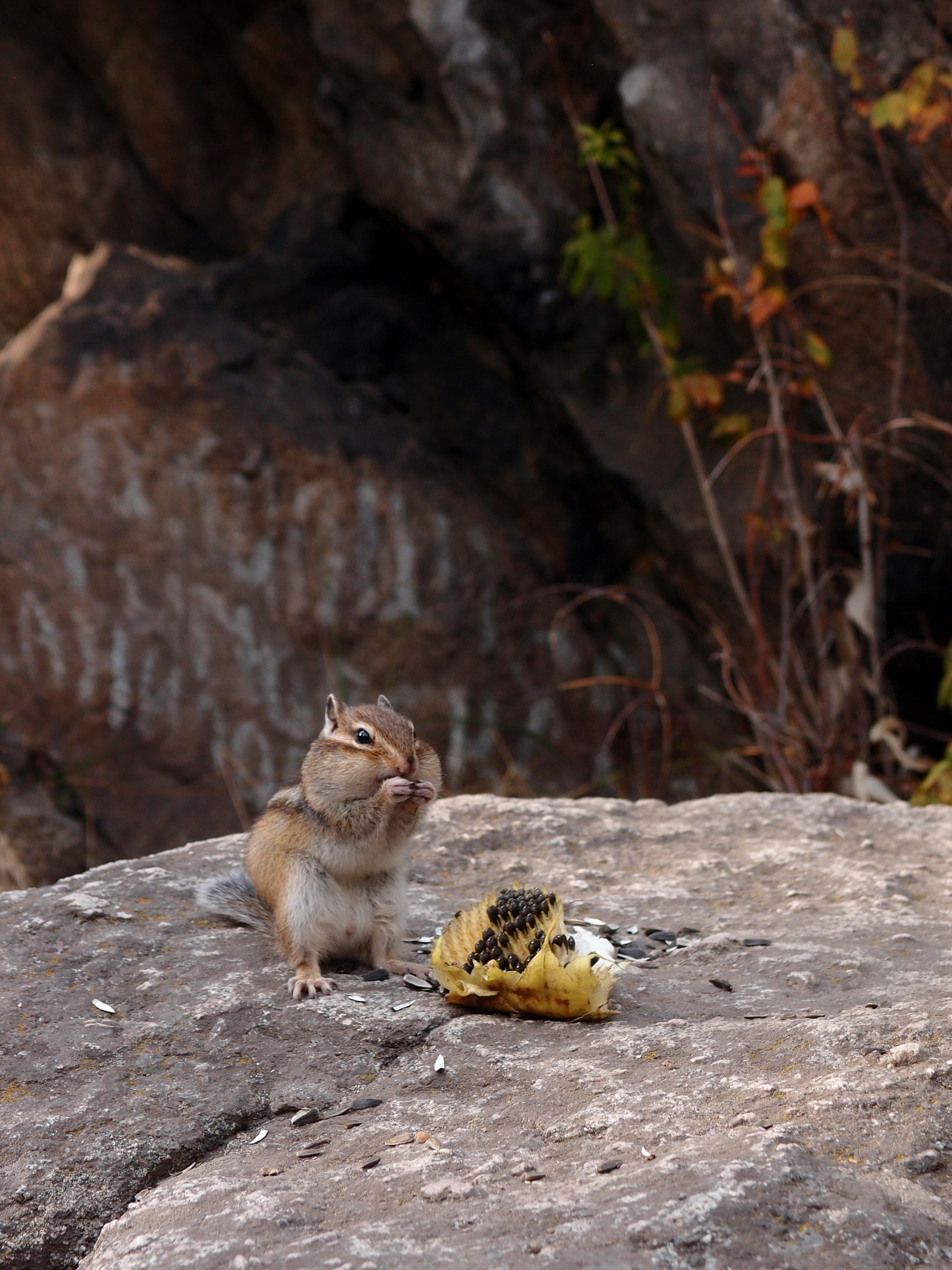 A small brown squirrel sits on a textured rock, nibbling near a partly eaten fruit. The quiet wildlife moment is framed by a rugged rock backdrop and sparse vegetation.