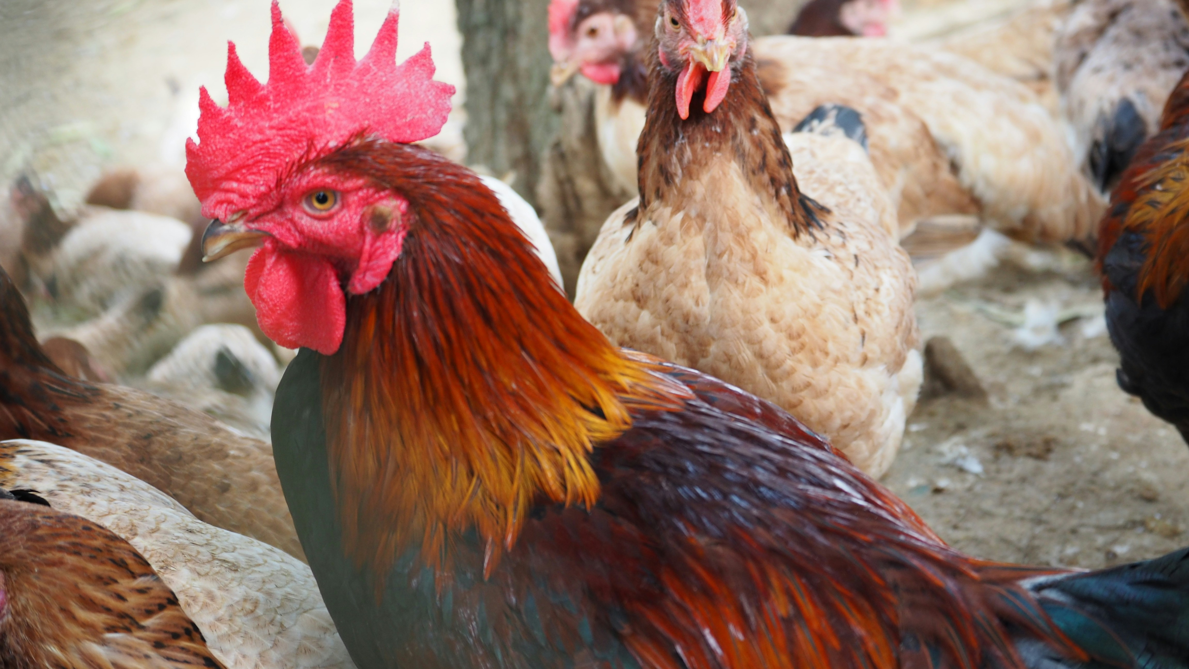 A group of chickens photo – Free Chicken Image on Unsplash