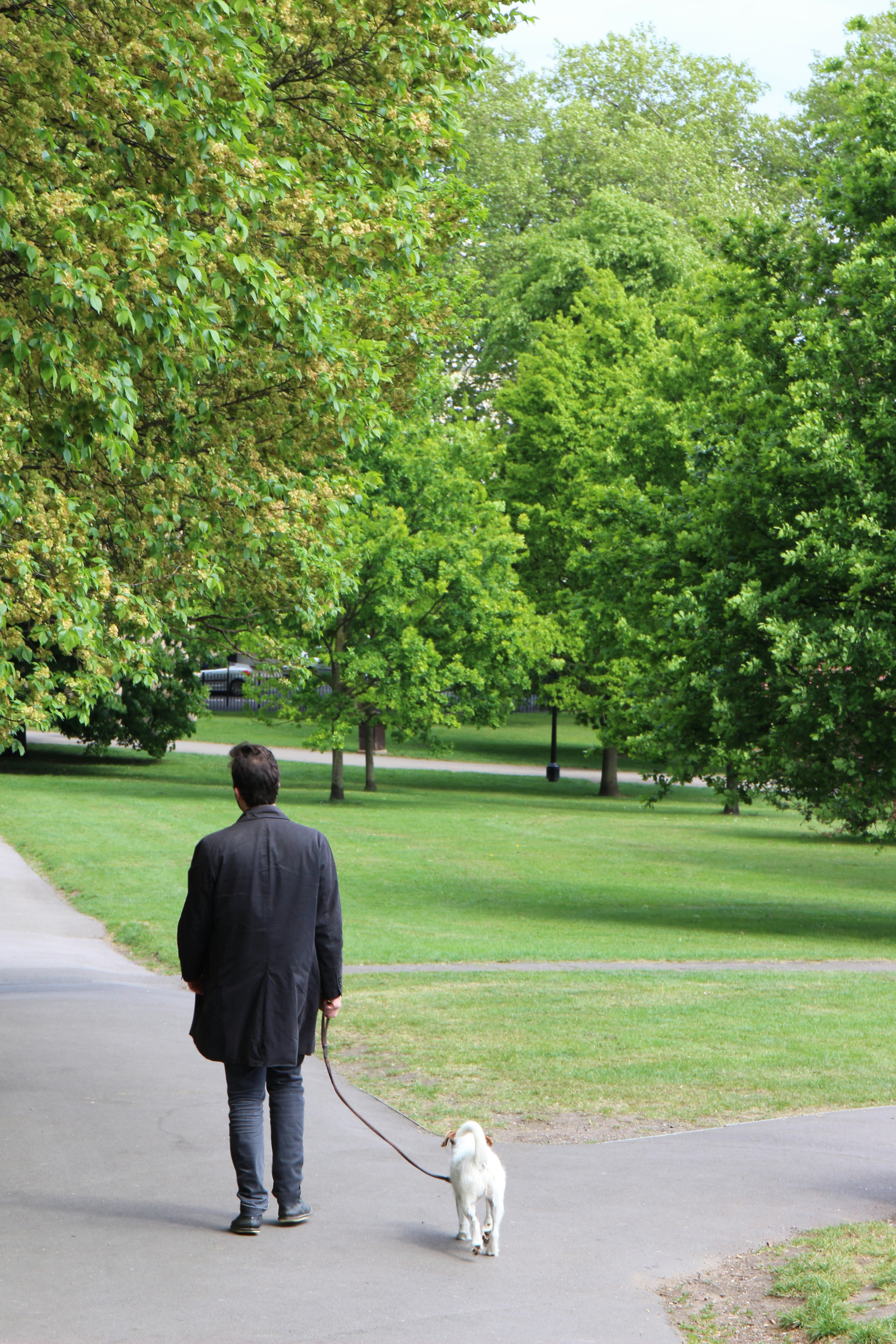 Serene Stroll Through Verdant Pathways