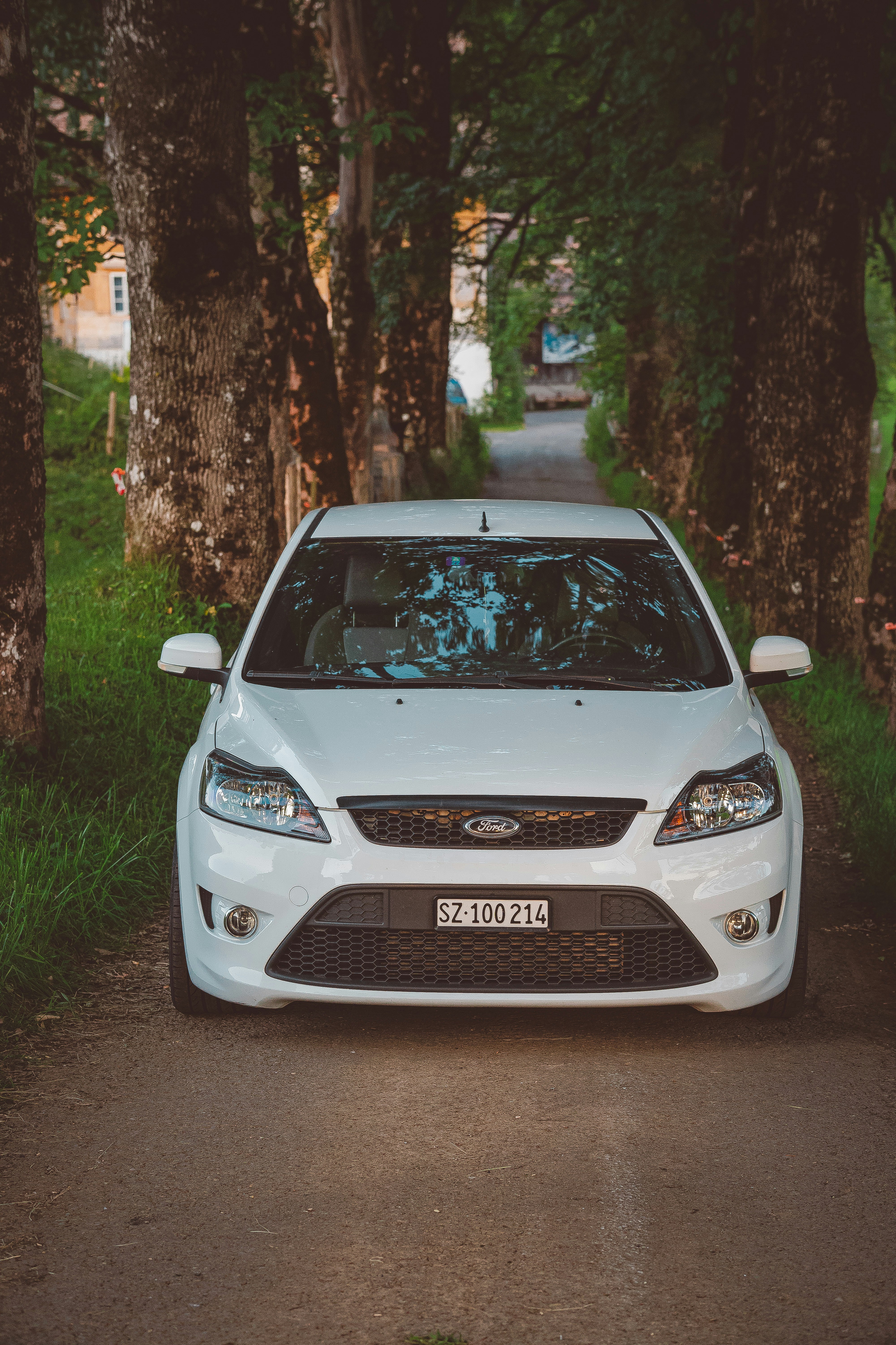 Canopy Corridor: White Ford on a Tree-Lined Dirt Lane