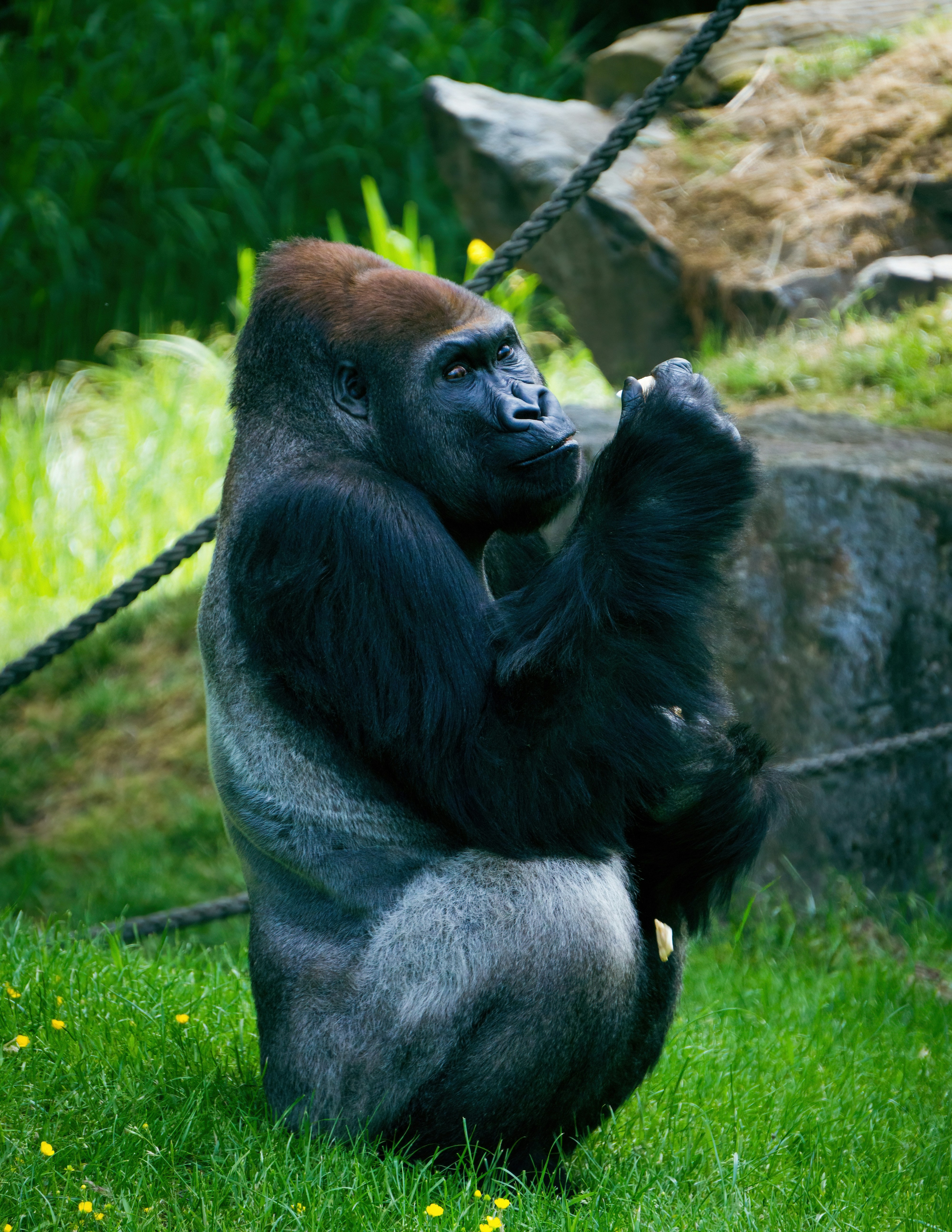 Centered Gentle Giant: An Orangutan Pauses in the Green