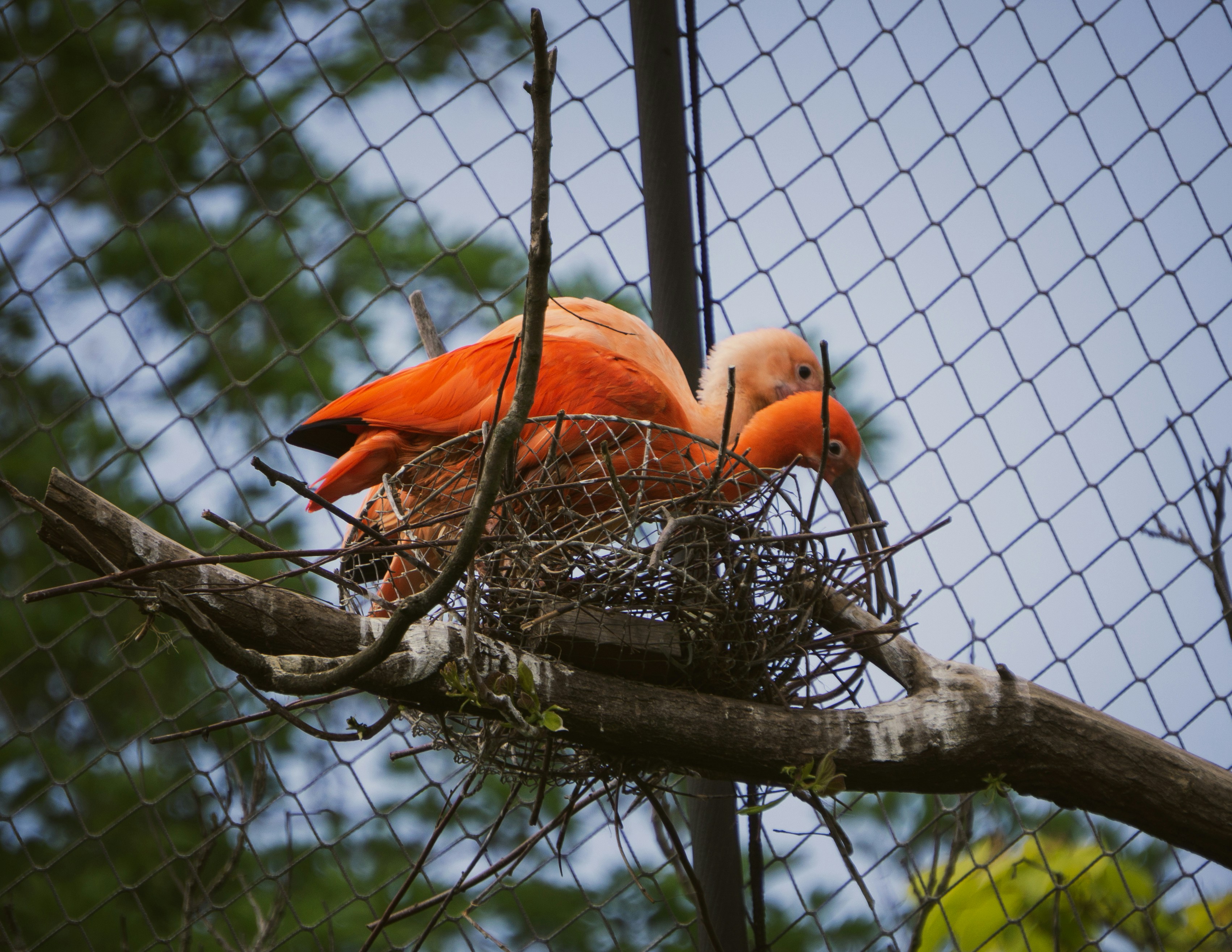 Orange-Feathered Nestlings: A Close-Up on the Wire-Topped Duo
