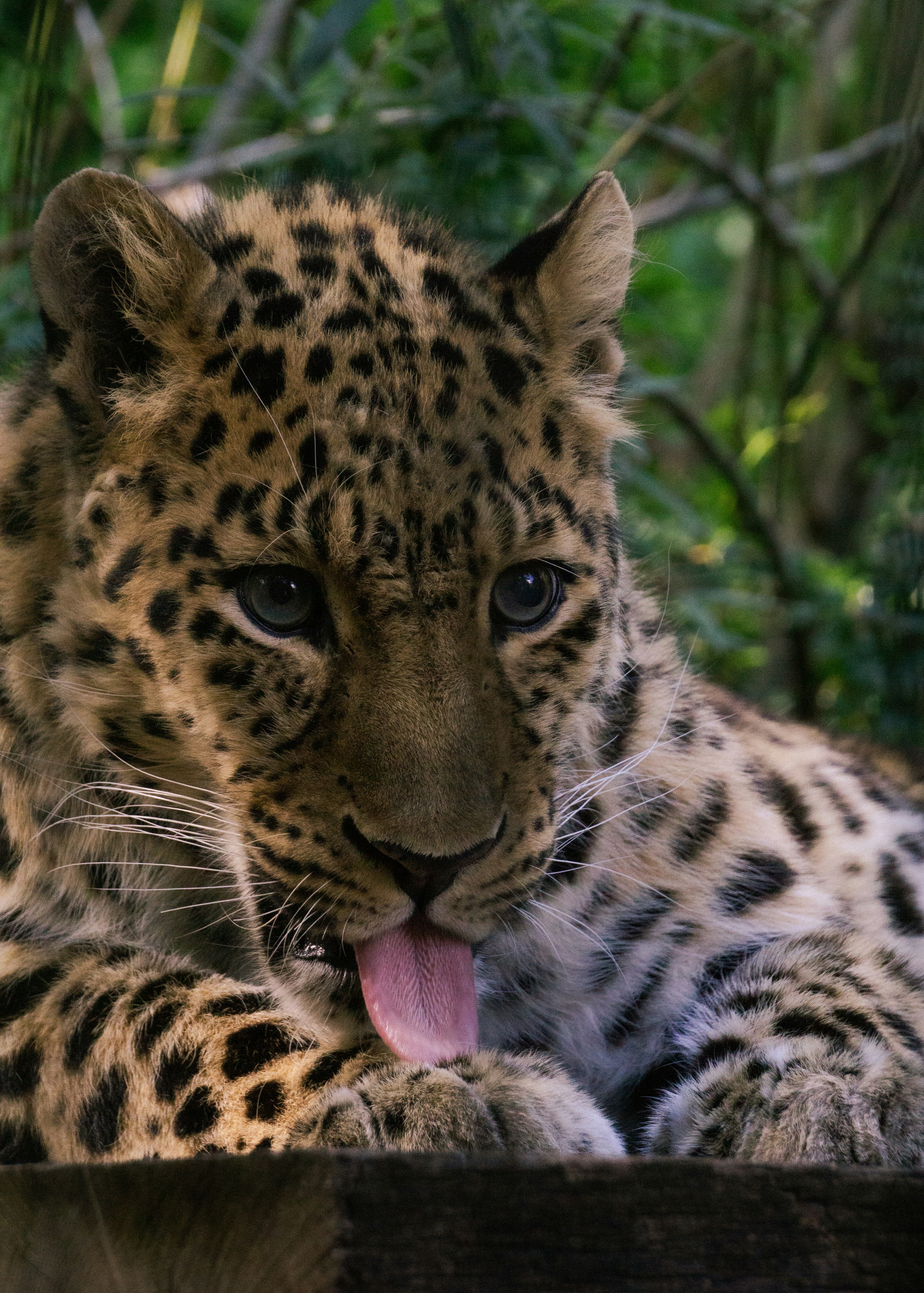 Foto Un leopardo lamiéndose los labios – Imagen Animales gratis en Unsplash