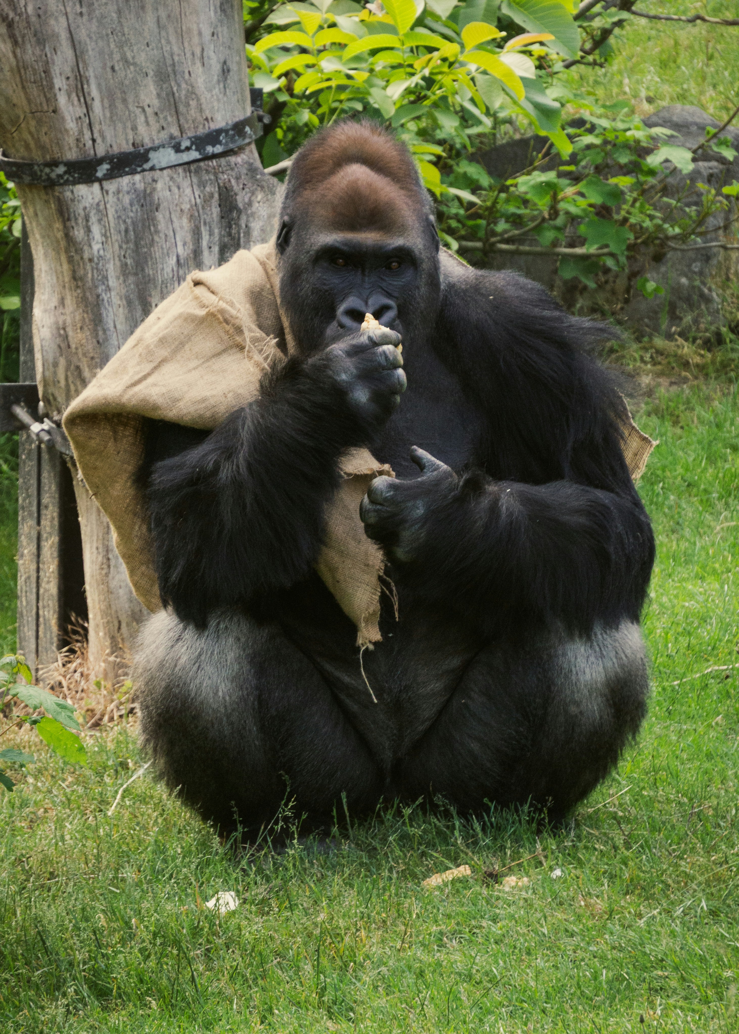Gentle Giant Nibbles a Burlap Shawl in a Green Cage