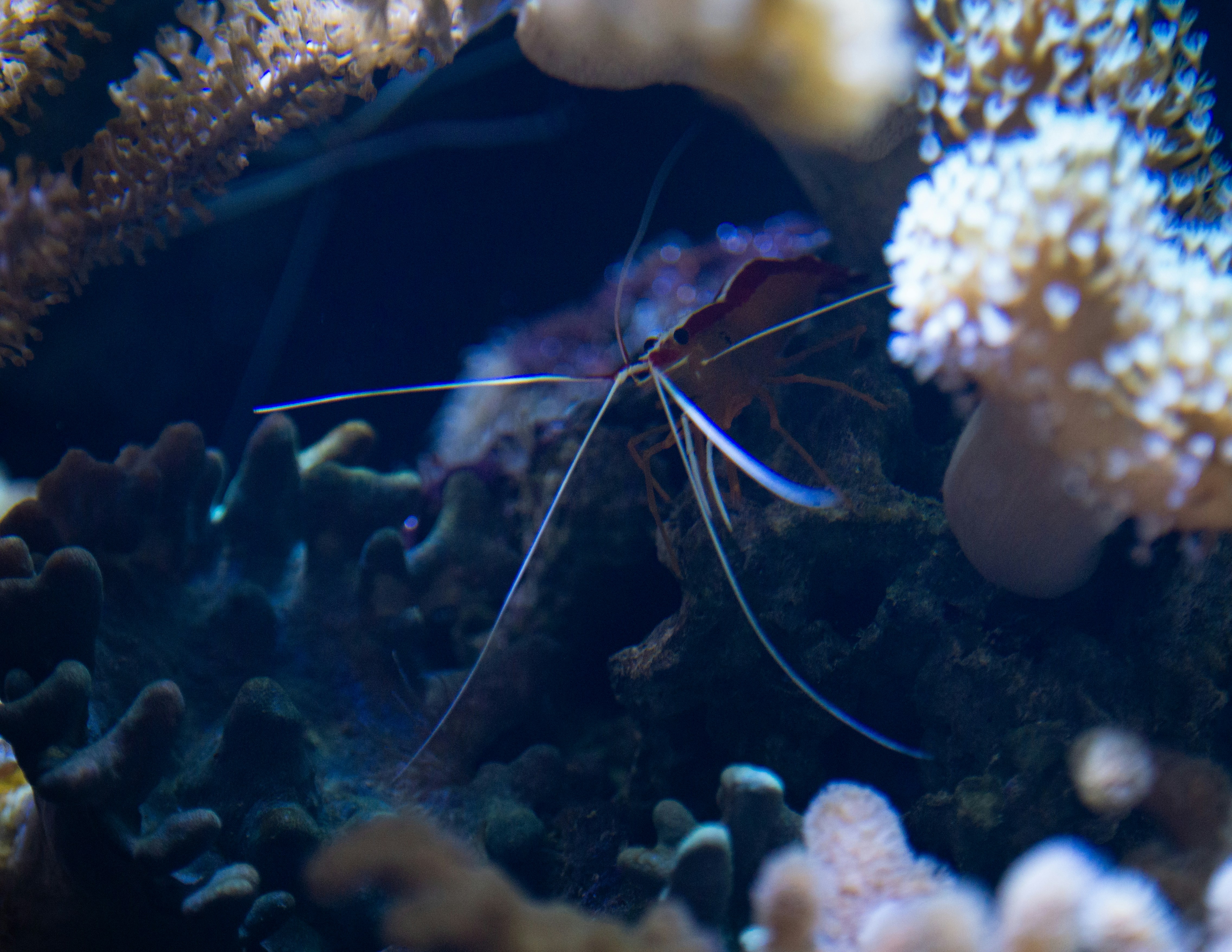 A group of sea animals photo – Free Animals Image on Unsplash
