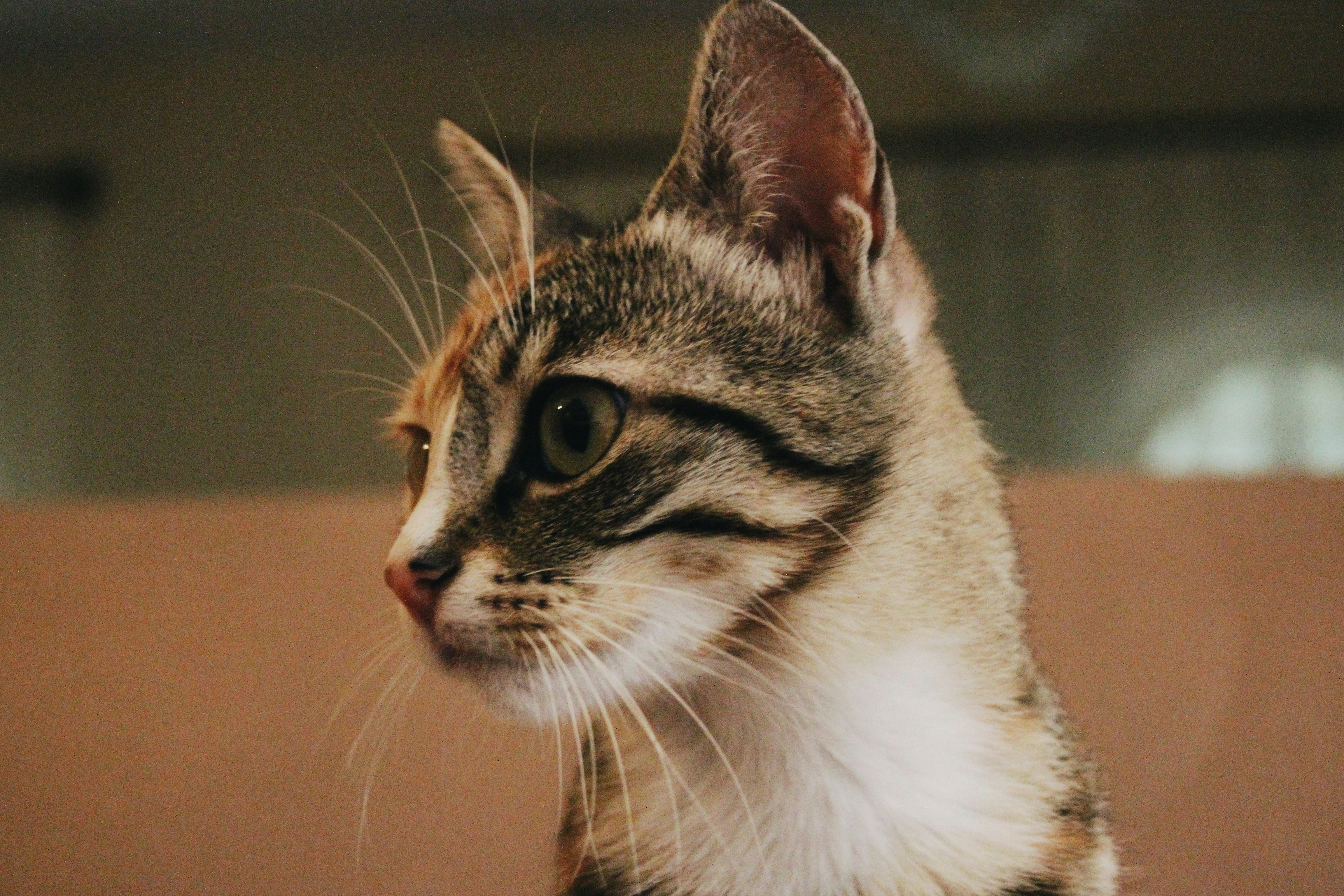 Un gato mirando a la cámara foto – Imagen de Animal gratuita en Unsplash