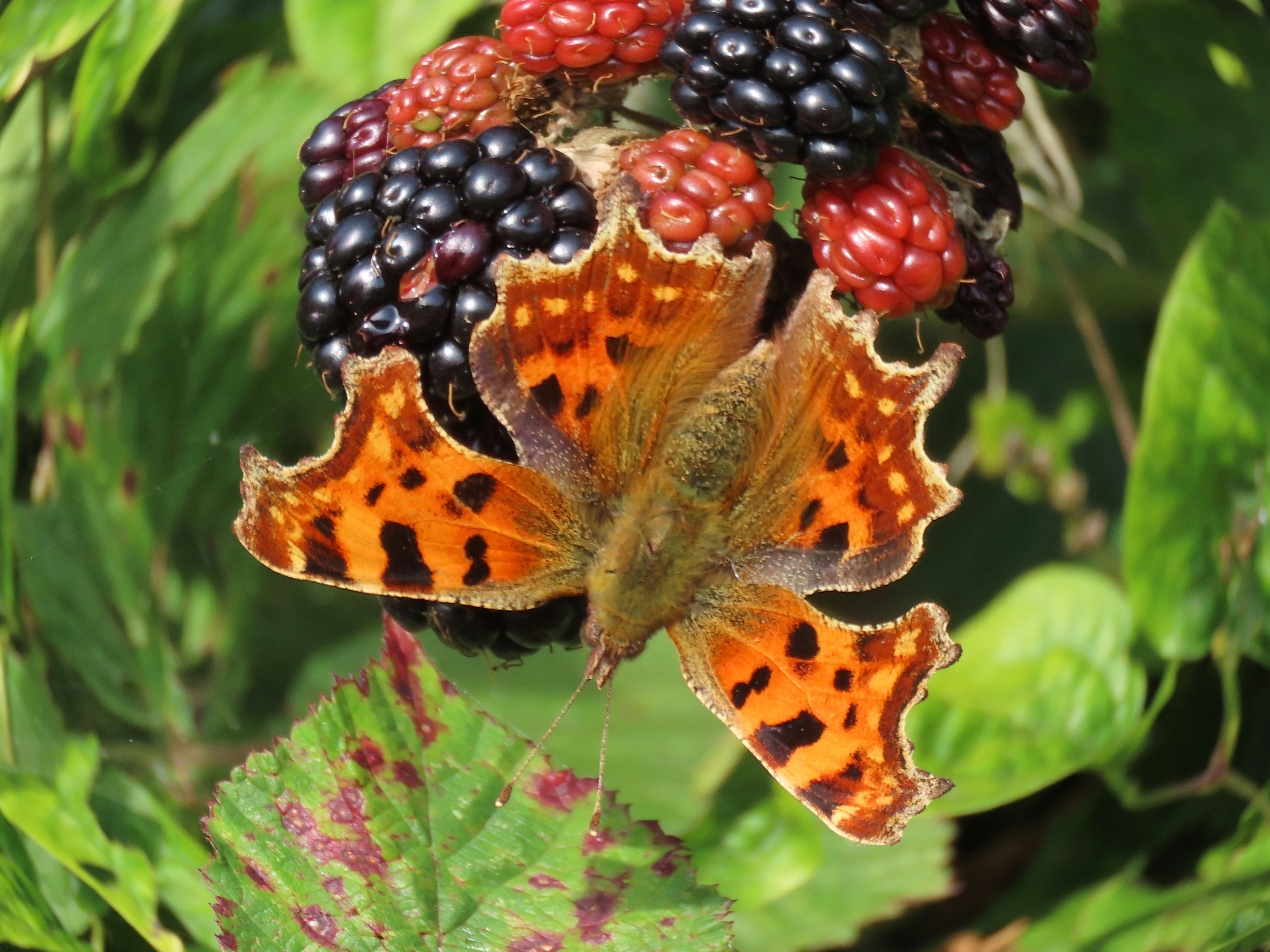 Amber Wings Among Blackberries: A Delicate Butterfly Moment