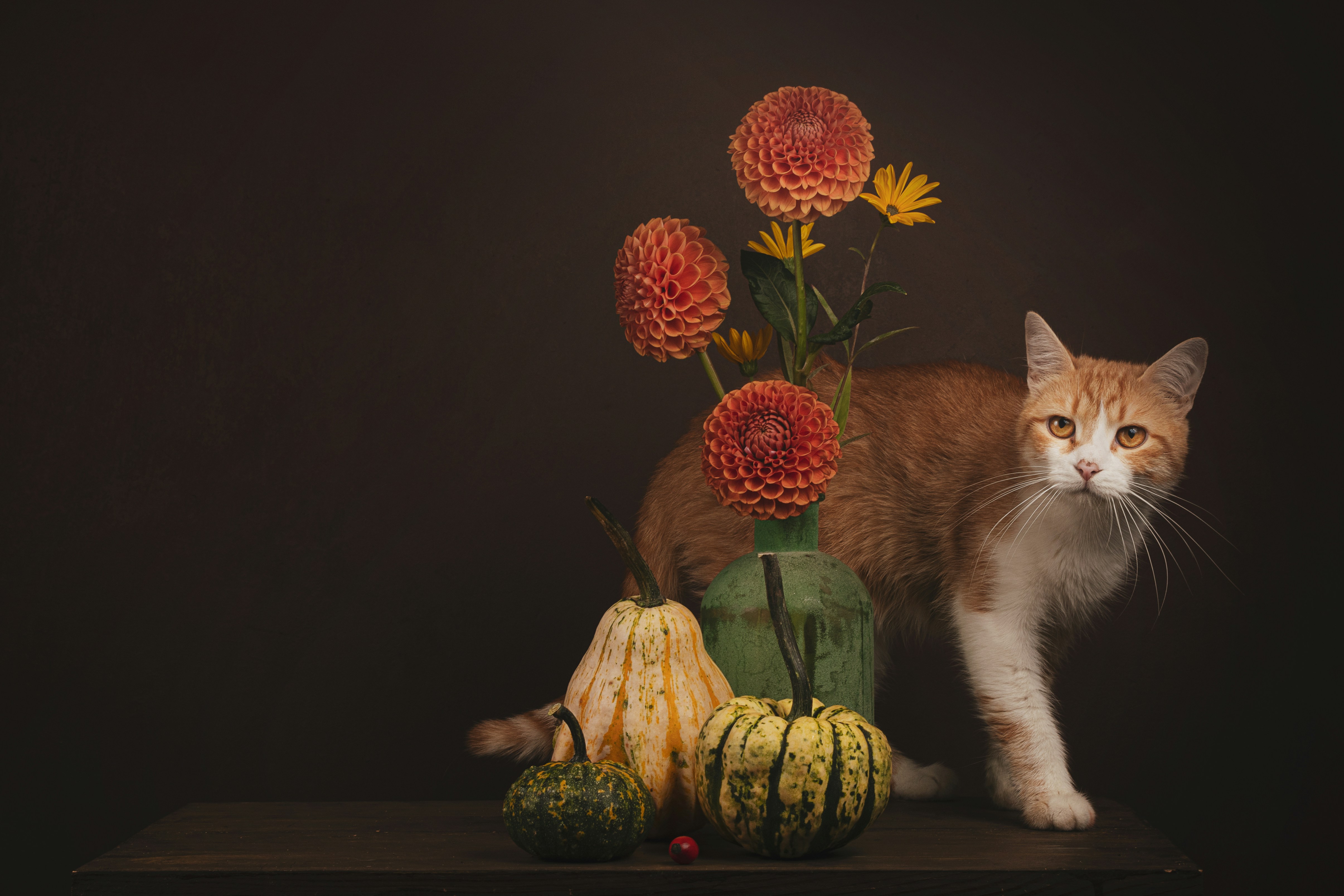 Ginger Vigil: A Cat Among Pumpkins, Dahlias, and Sunflowers in a Moody Autumn Still Life
