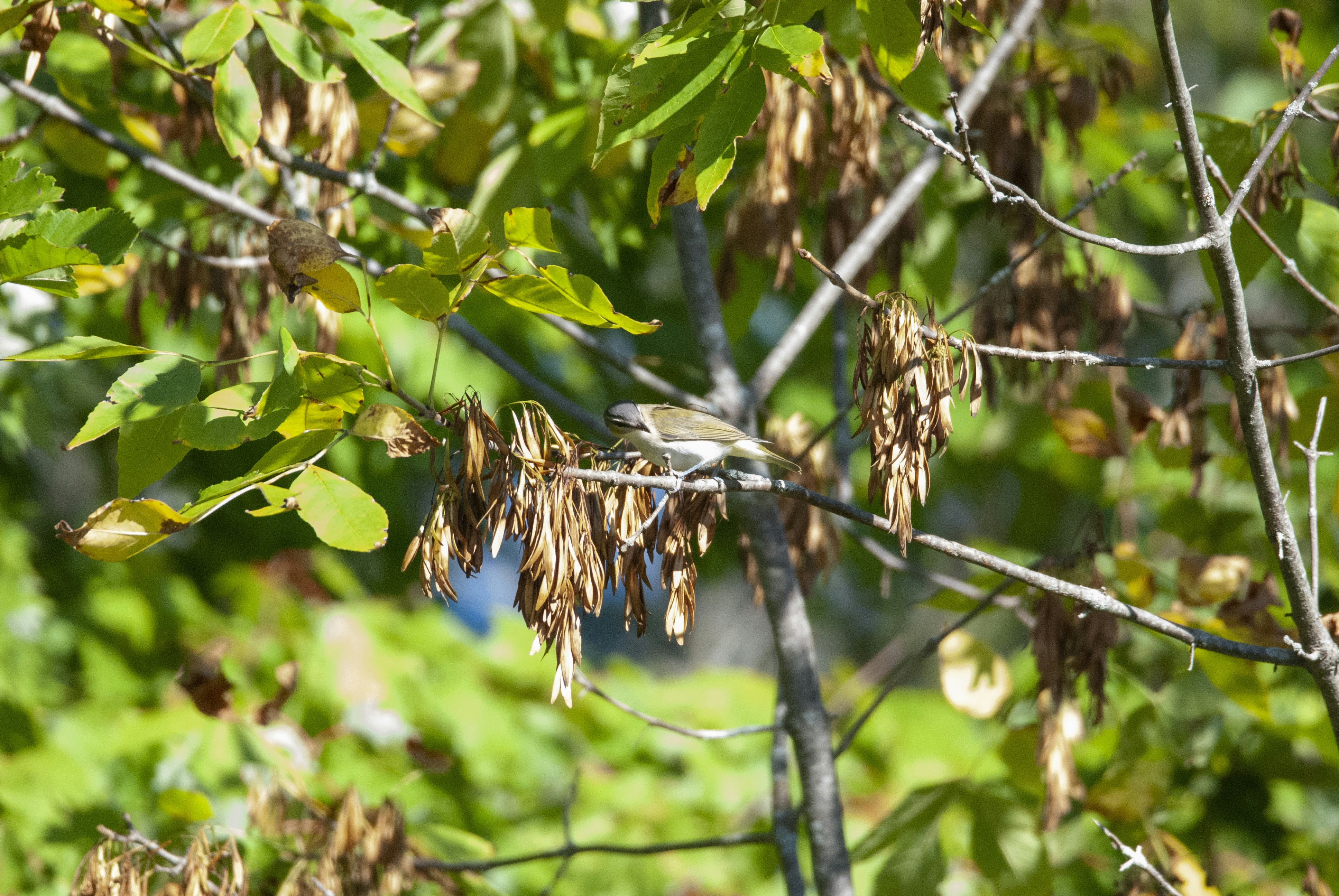 Red eyed vireo perched in tree