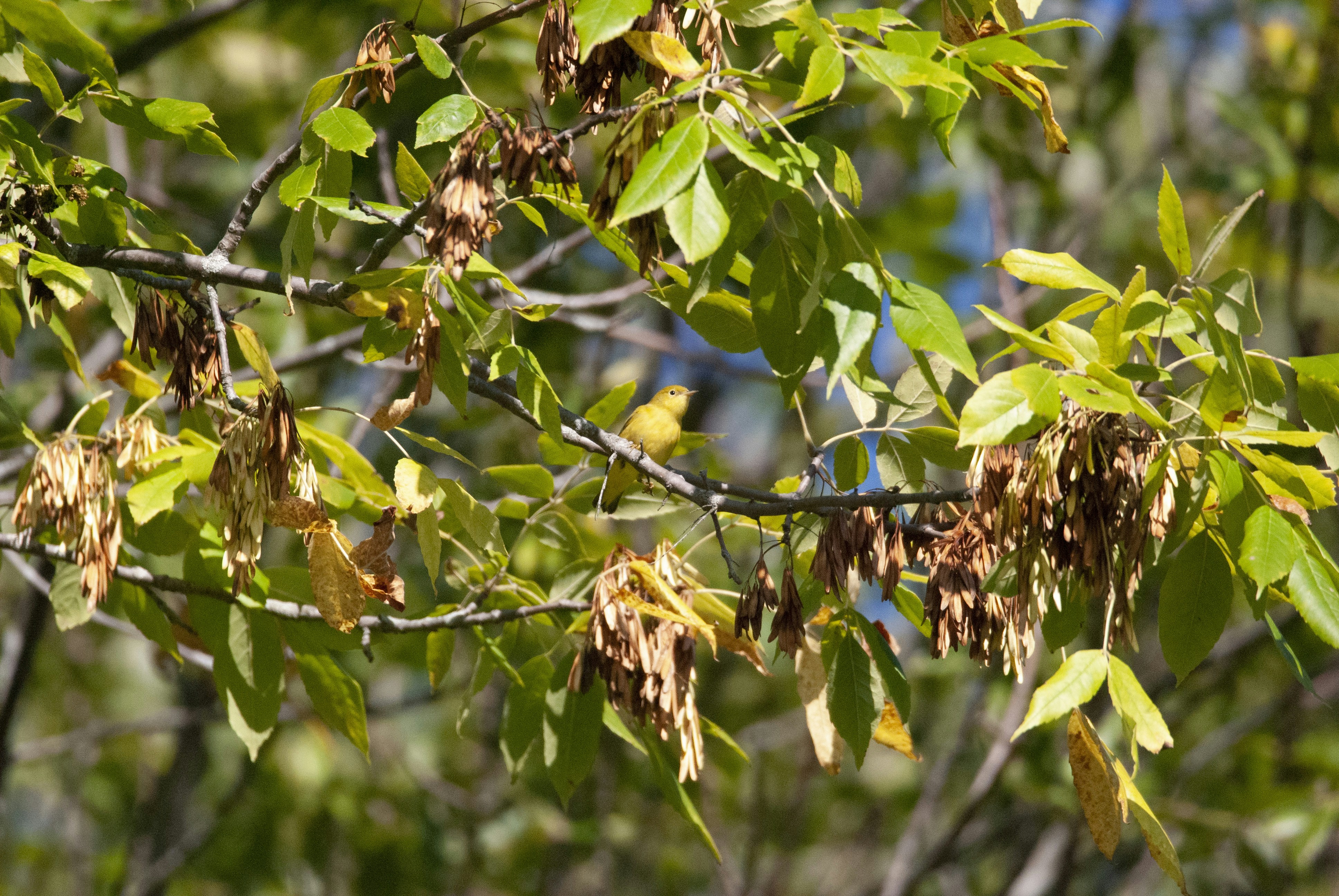 Yellow Warbler perched in autumn tree