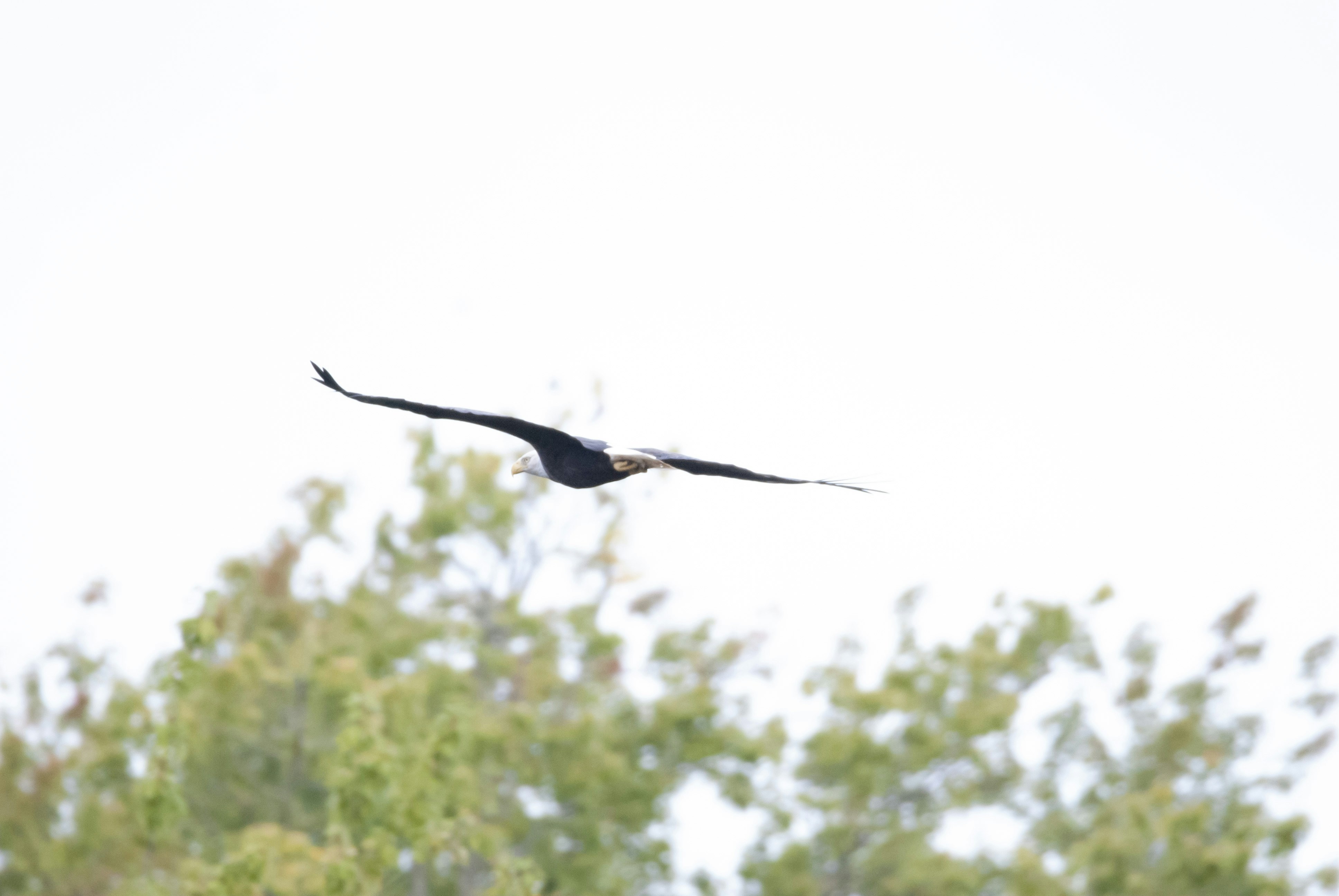 Horizon Glider: A lone bird soars over a leafy canopy