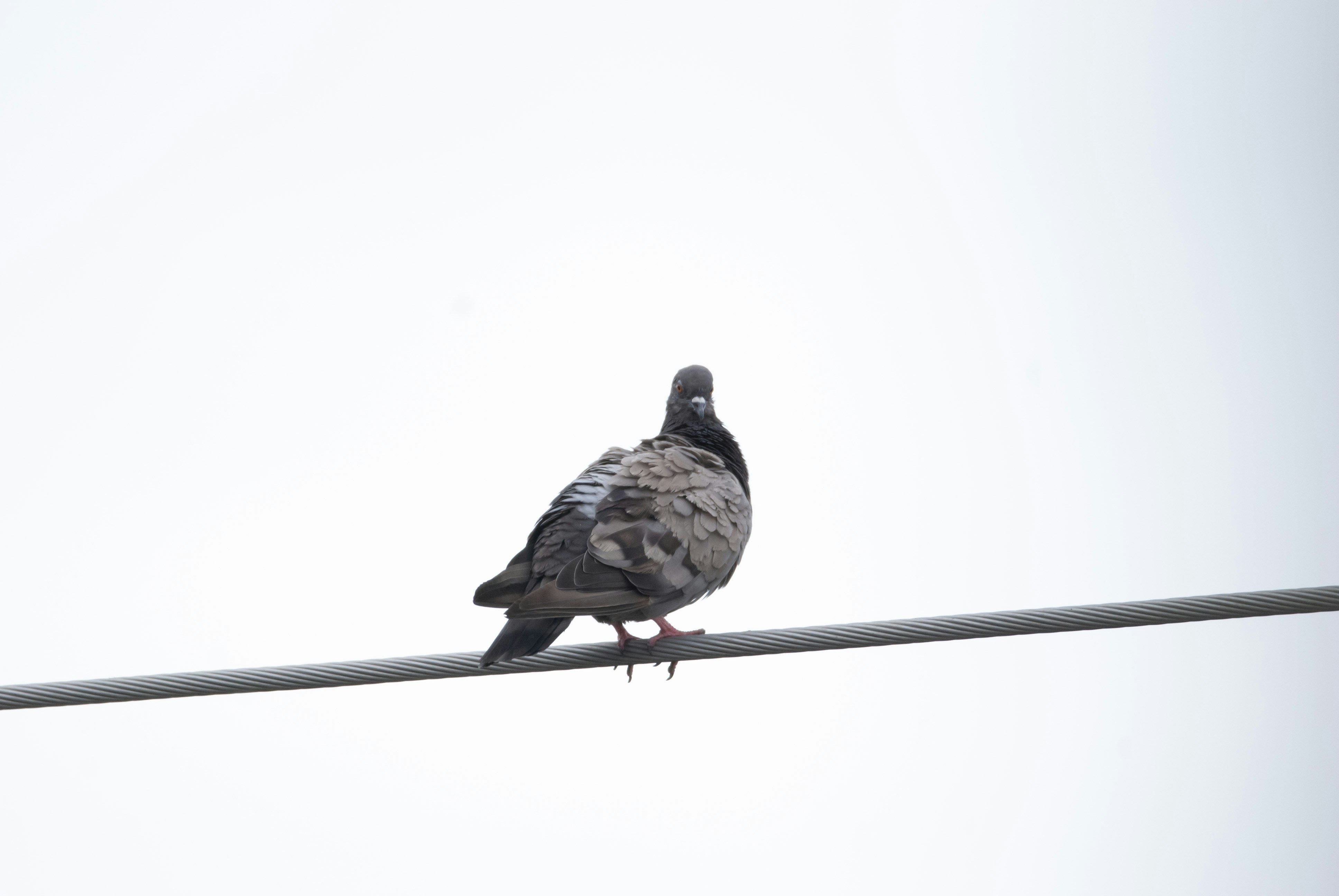 Wirebound Solitude: A Pigeon Perches Against a Minimal Sky