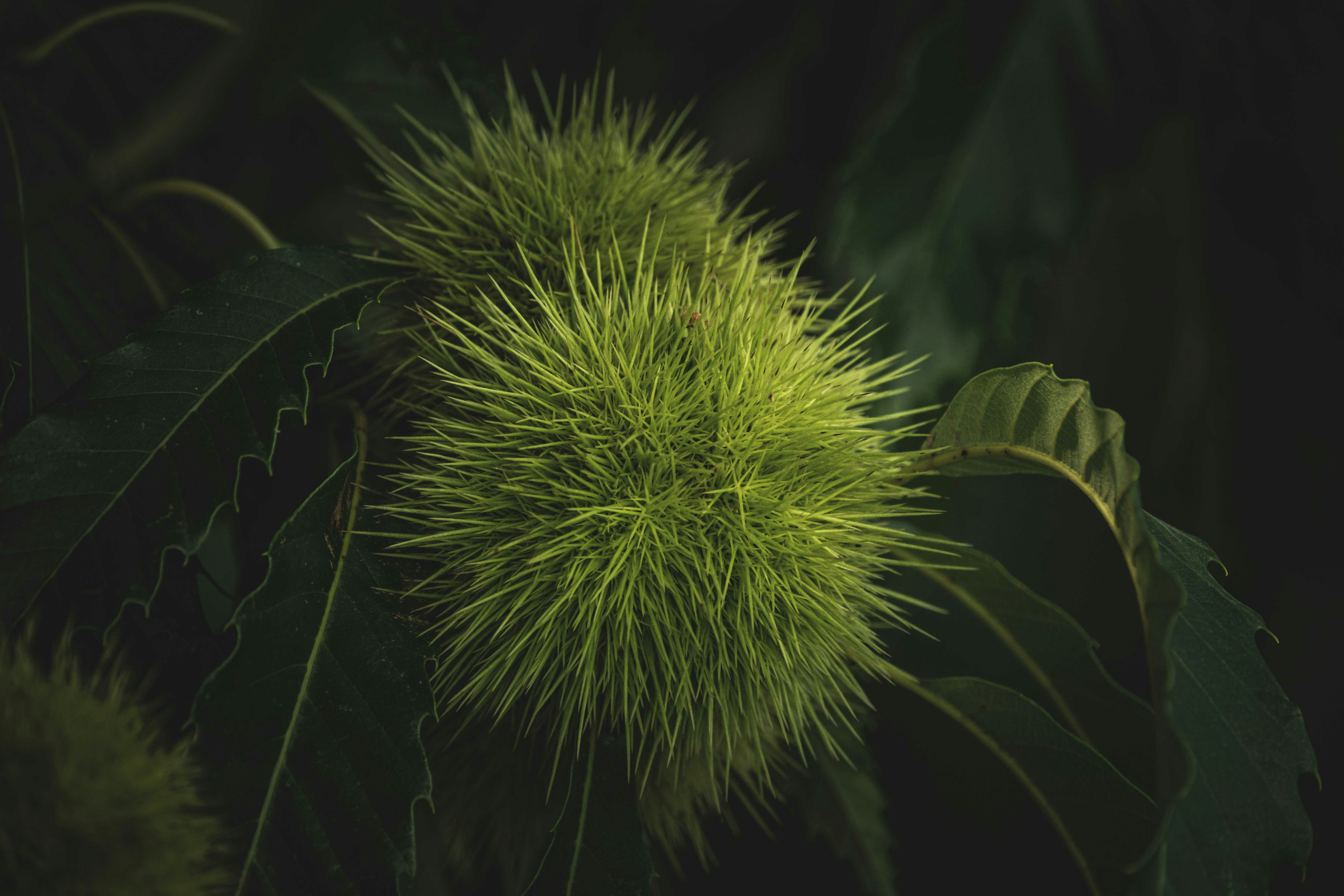 Emerald Spines: Close-Up on a Green Chestnut Burr