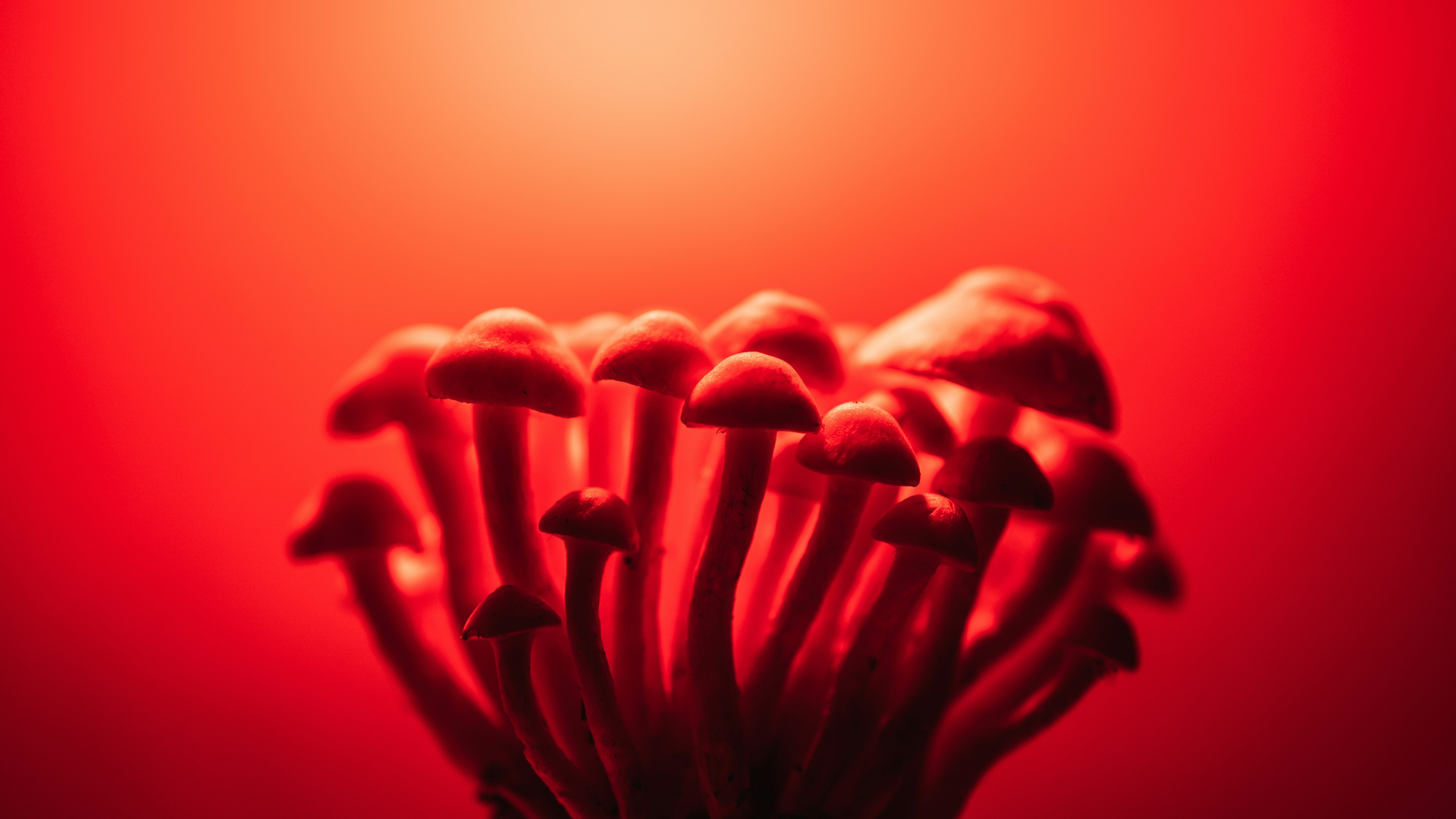 Scarlet Canopy: Close-Up on a Mushroom Cluster in Velvet Light