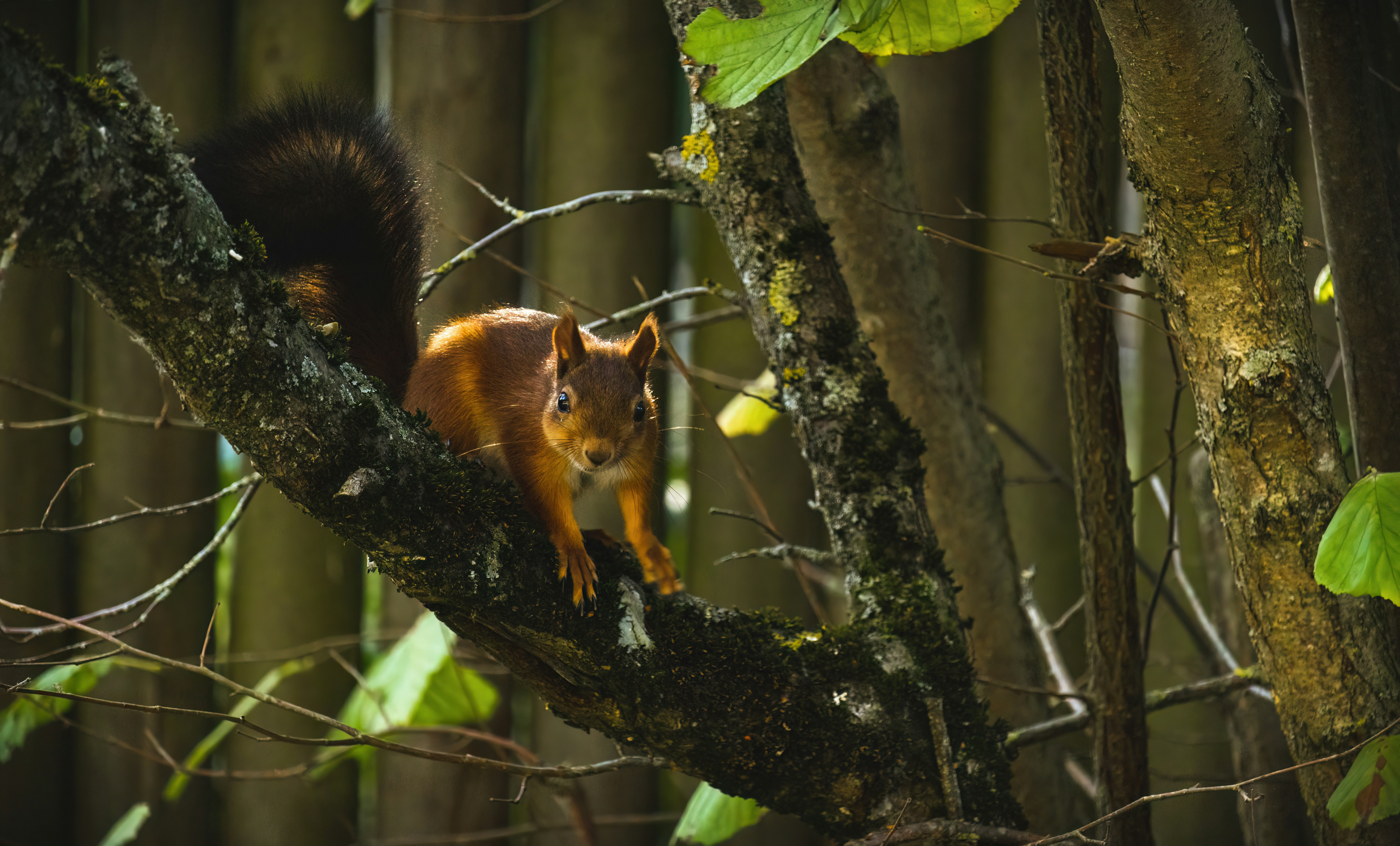 Dappled Forest Acrobat: Red Squirrel on a Moss-Laden Branch