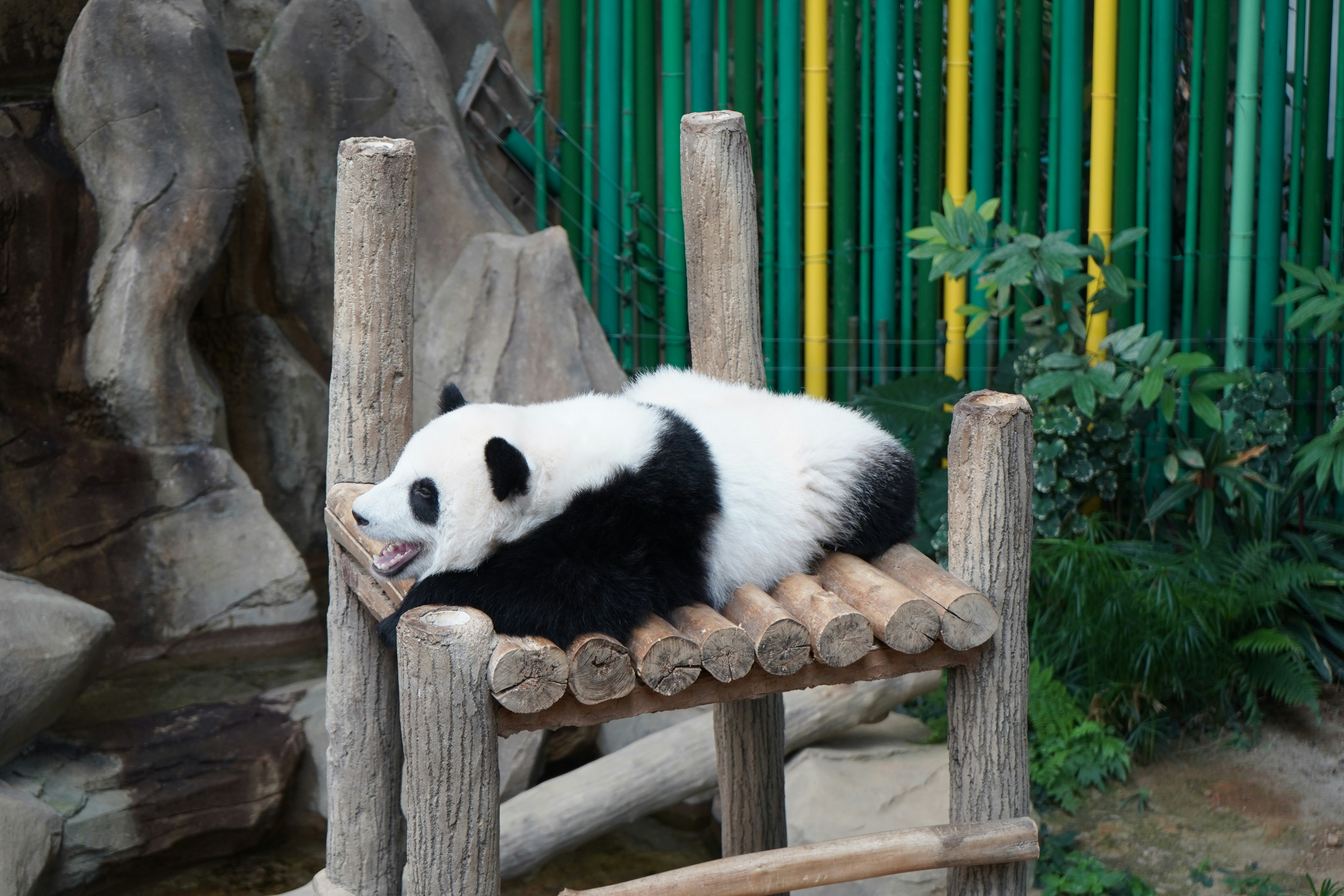 A panda bear in a zoo exhibit photo – Free Animal Image on Unsplash