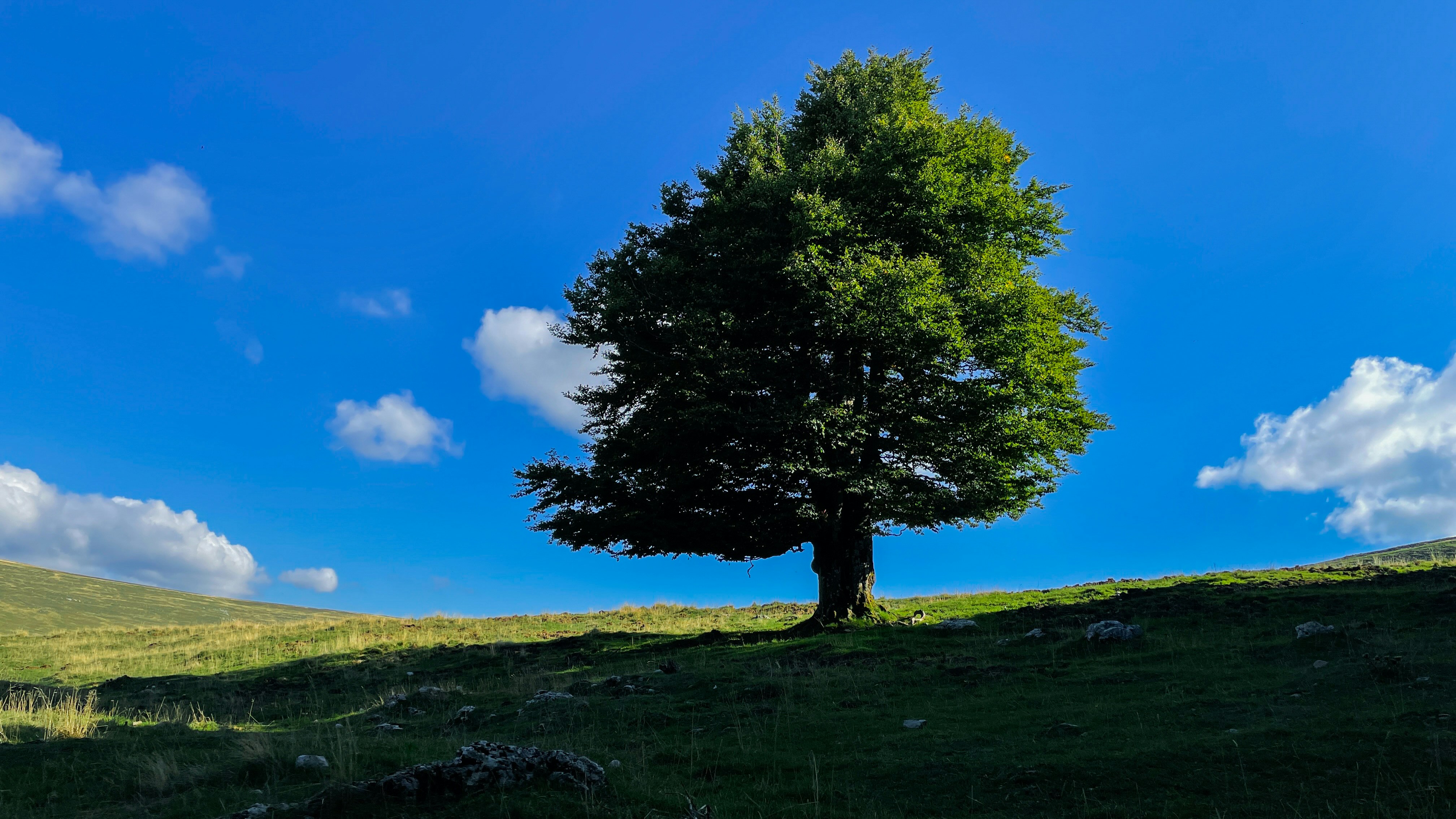A large green field with trees in the background photo – Free Plateau d ...