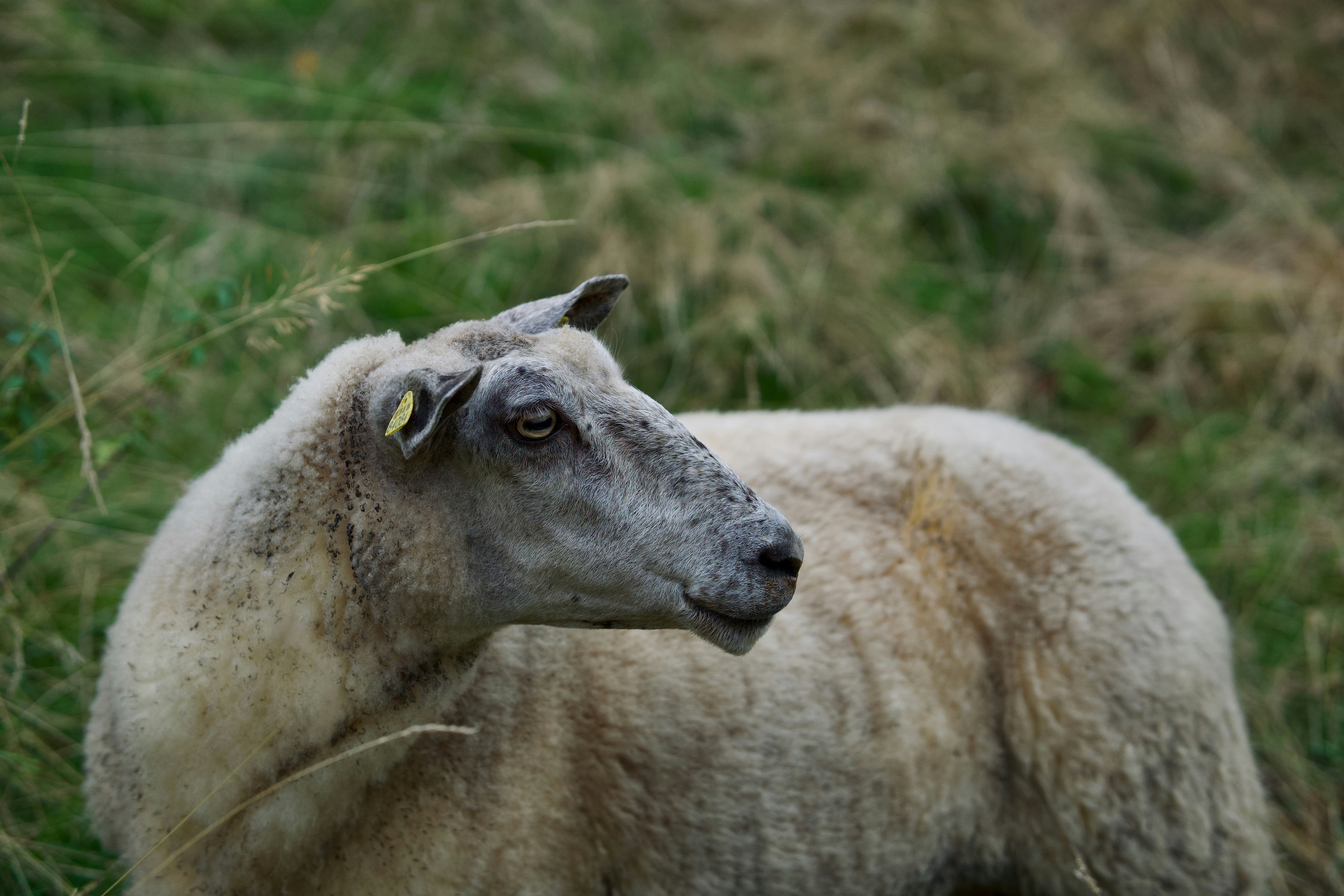 Un mouton avec une étiquette jaune photo – Image gratuite de Mouton sur ...