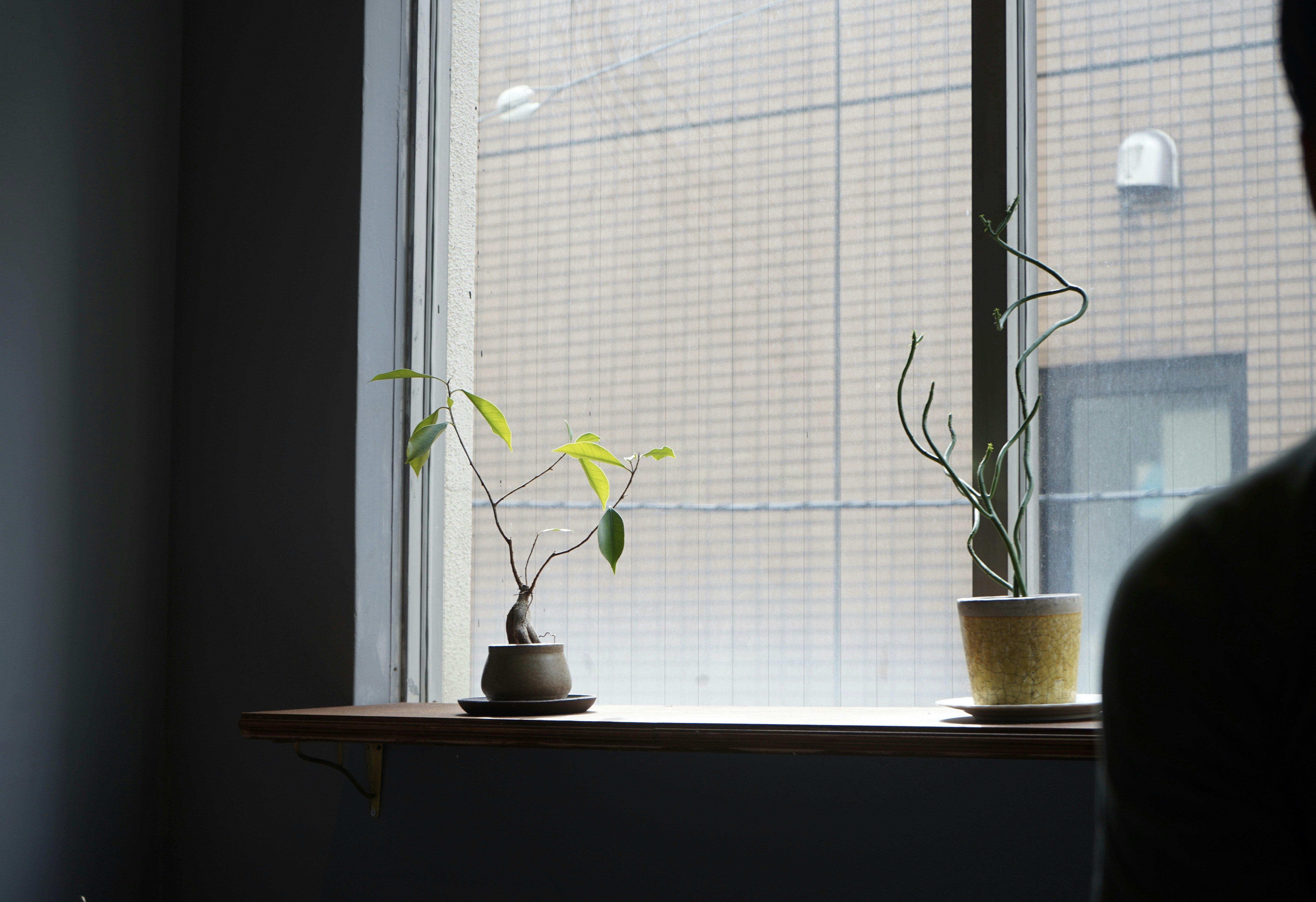 A plant in the pot by the cafe window | a couple of potted plants on a window sill