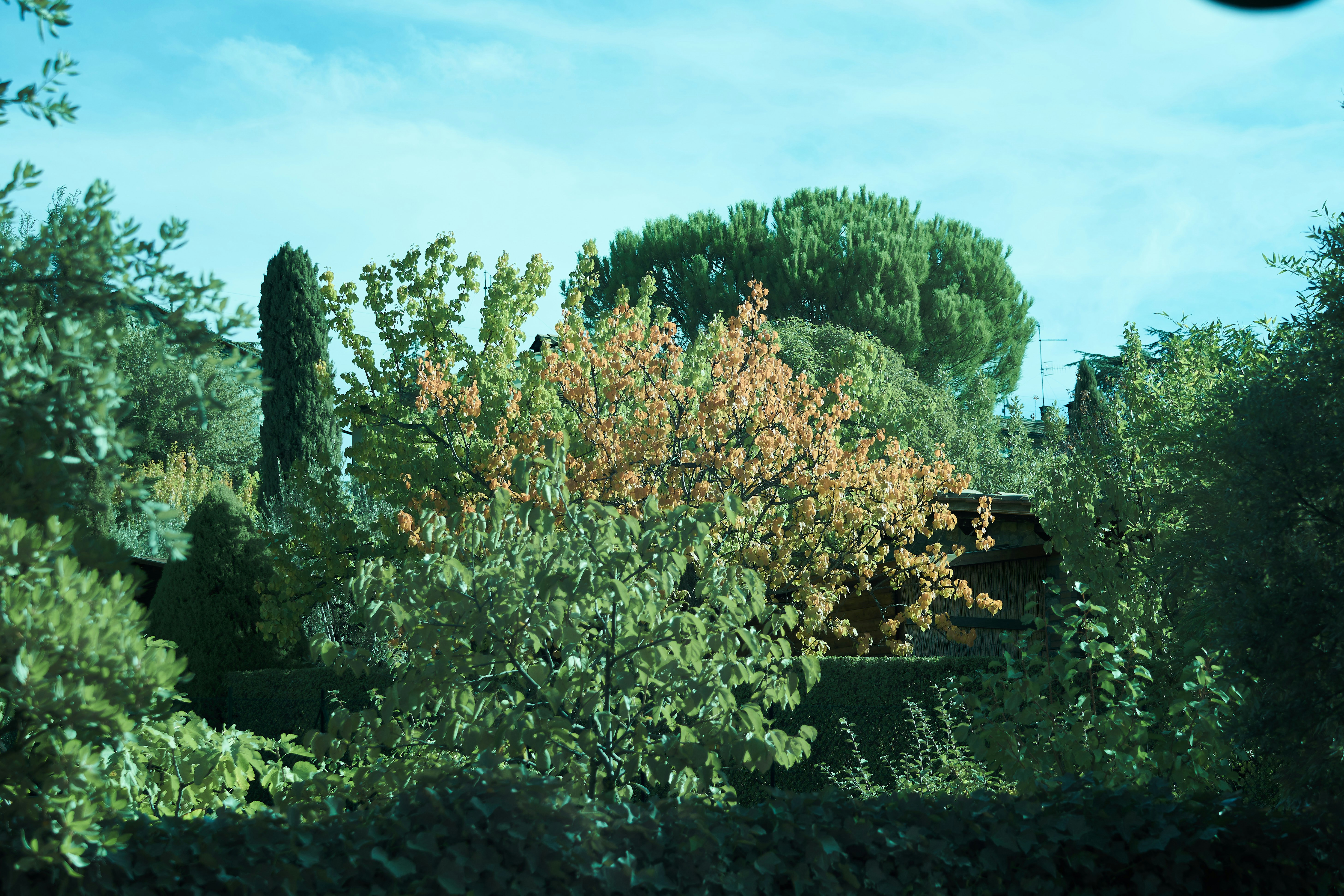 Photo by Wolfgang Hasselmann with Sony Alpha 7 II