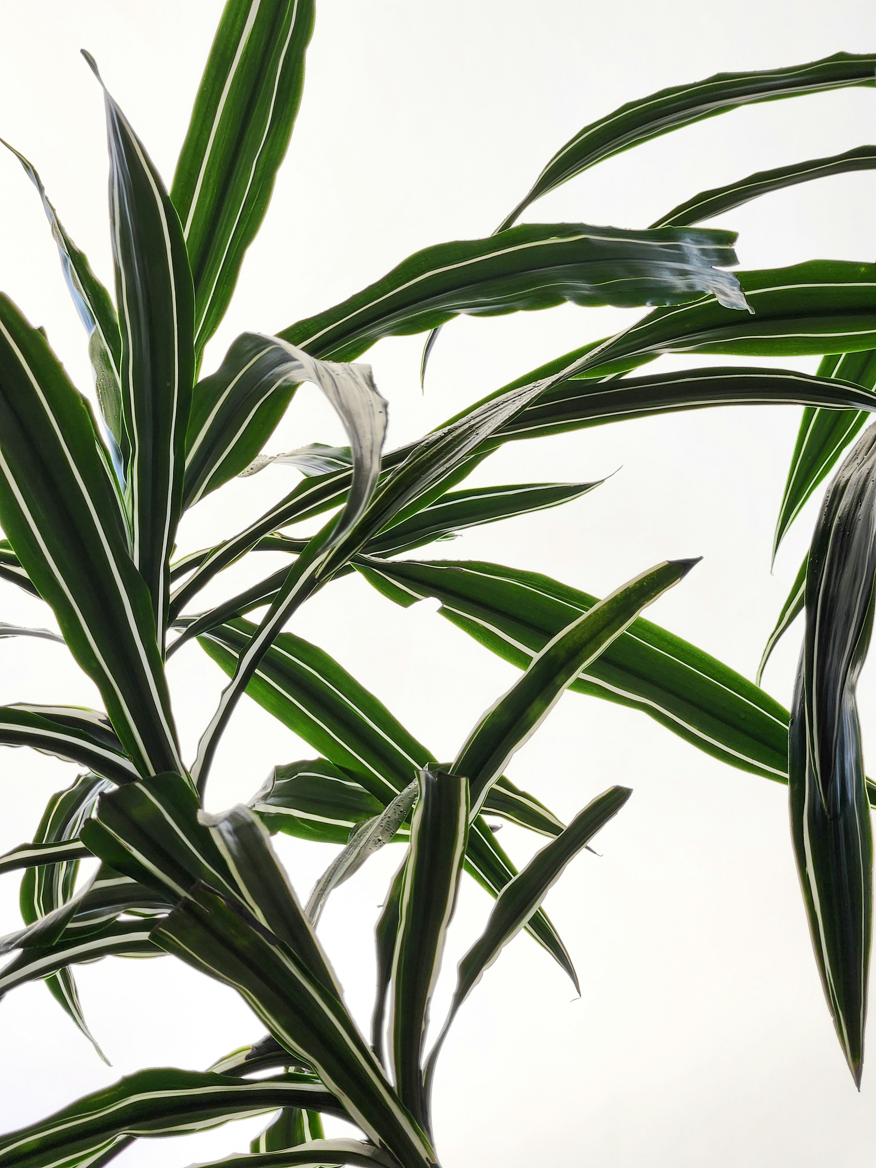 Verde Lines: A Close-Up Study of Variegated Leaves Against White