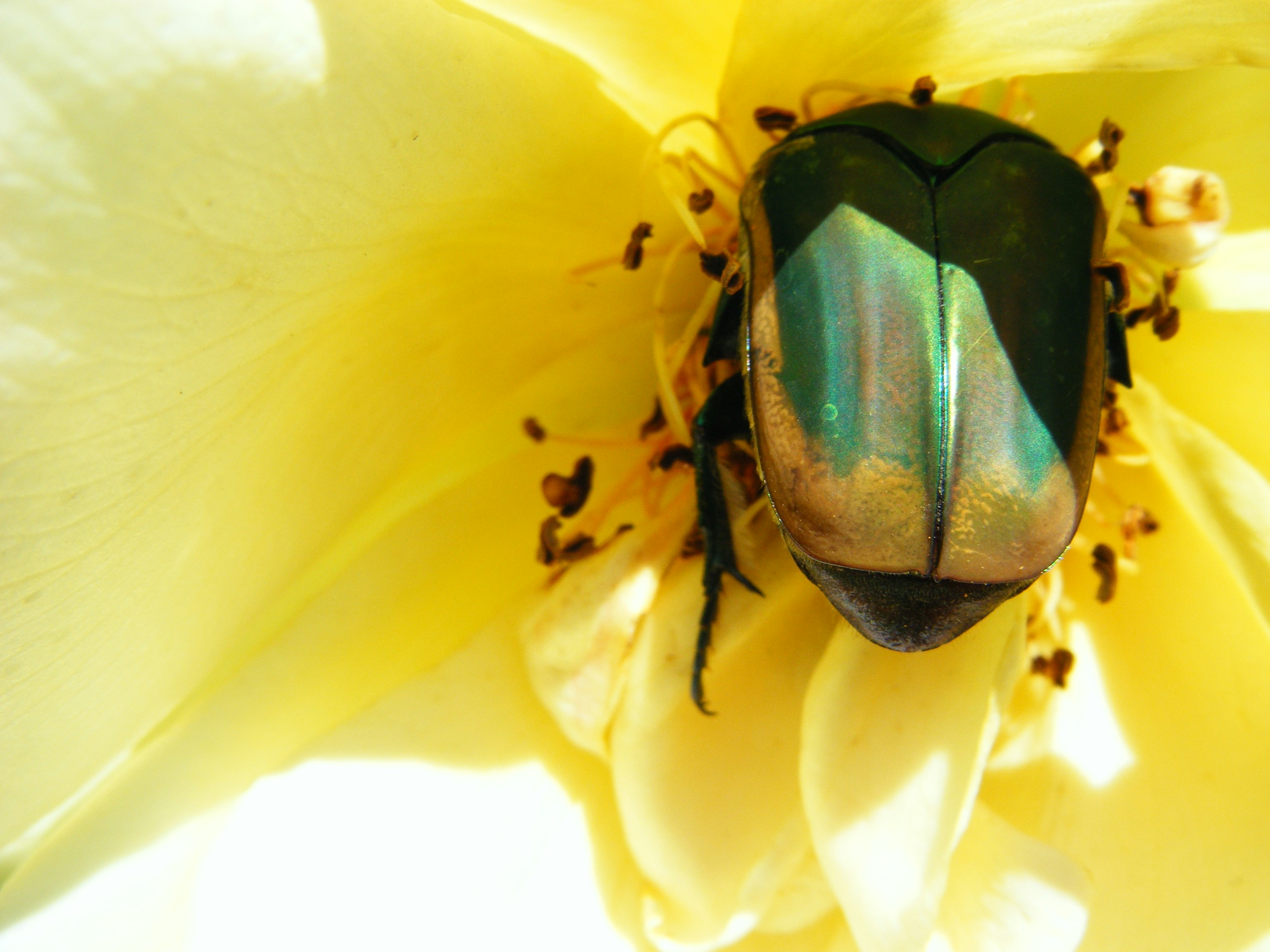 RHINO BEETLE IN POLLINATING A YELLOW ROSE