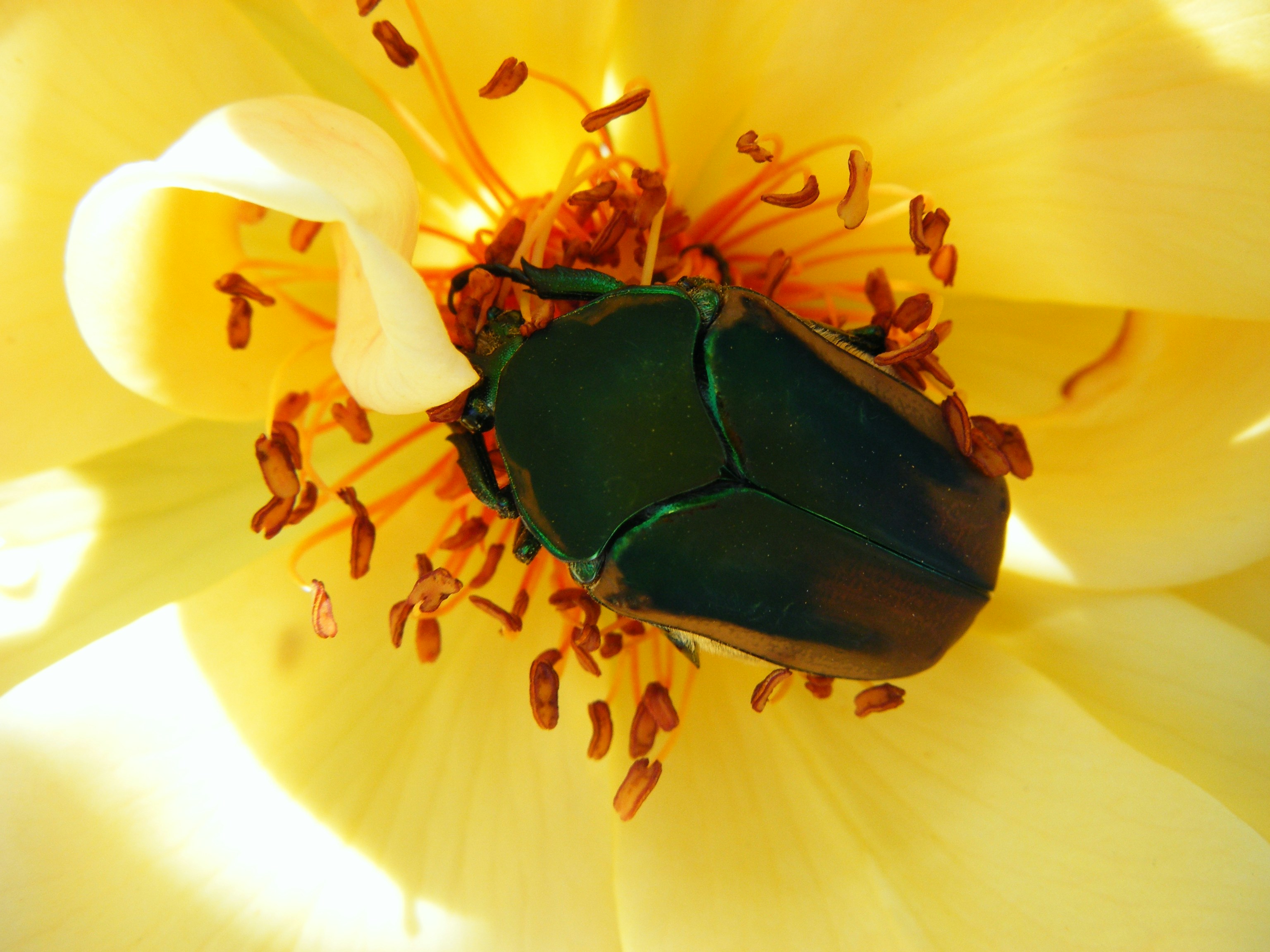 a black and red bug on a yellow flower