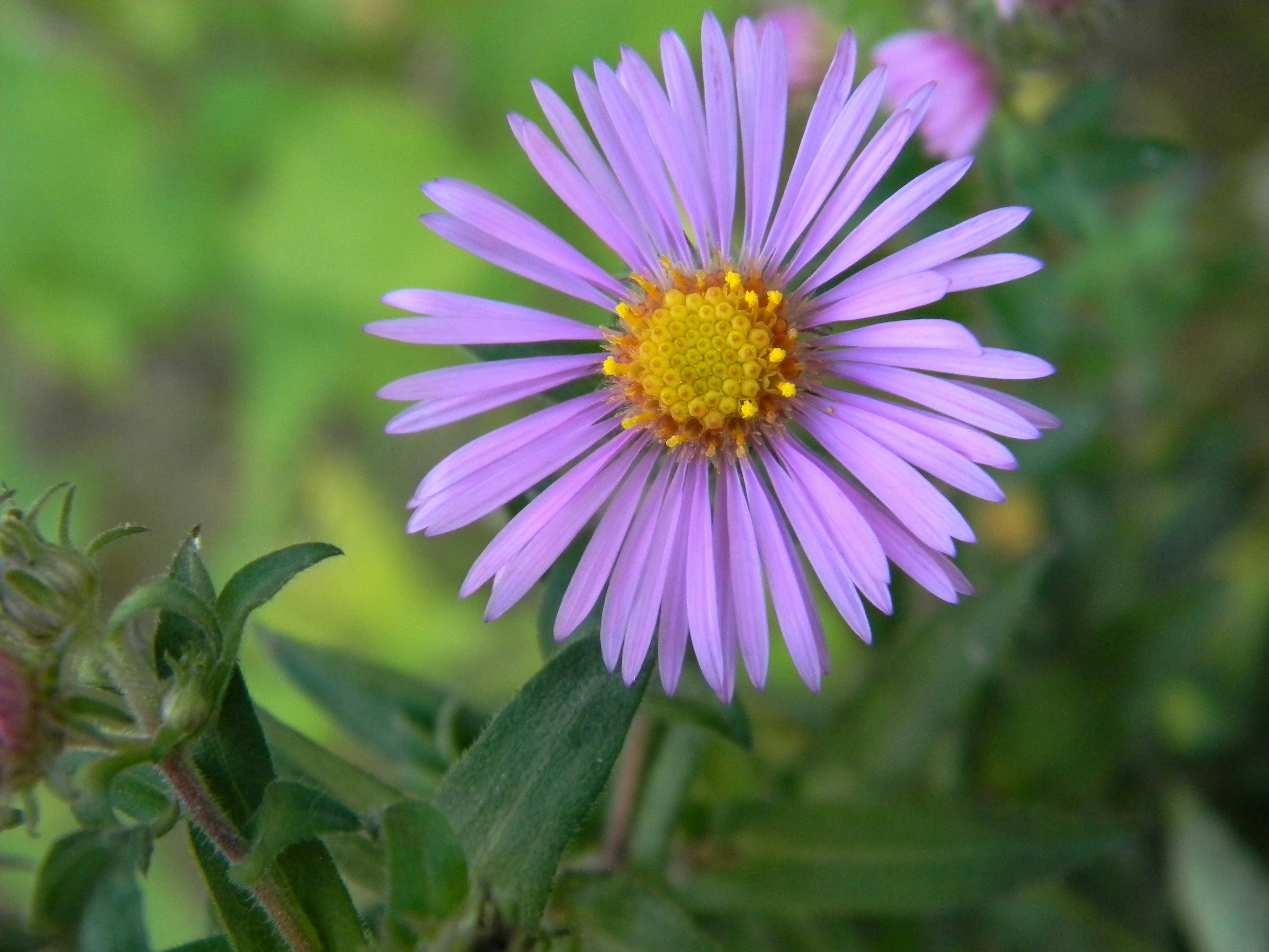 Violet Aster in Soft Focus: A Sunlit Moment in the Garden