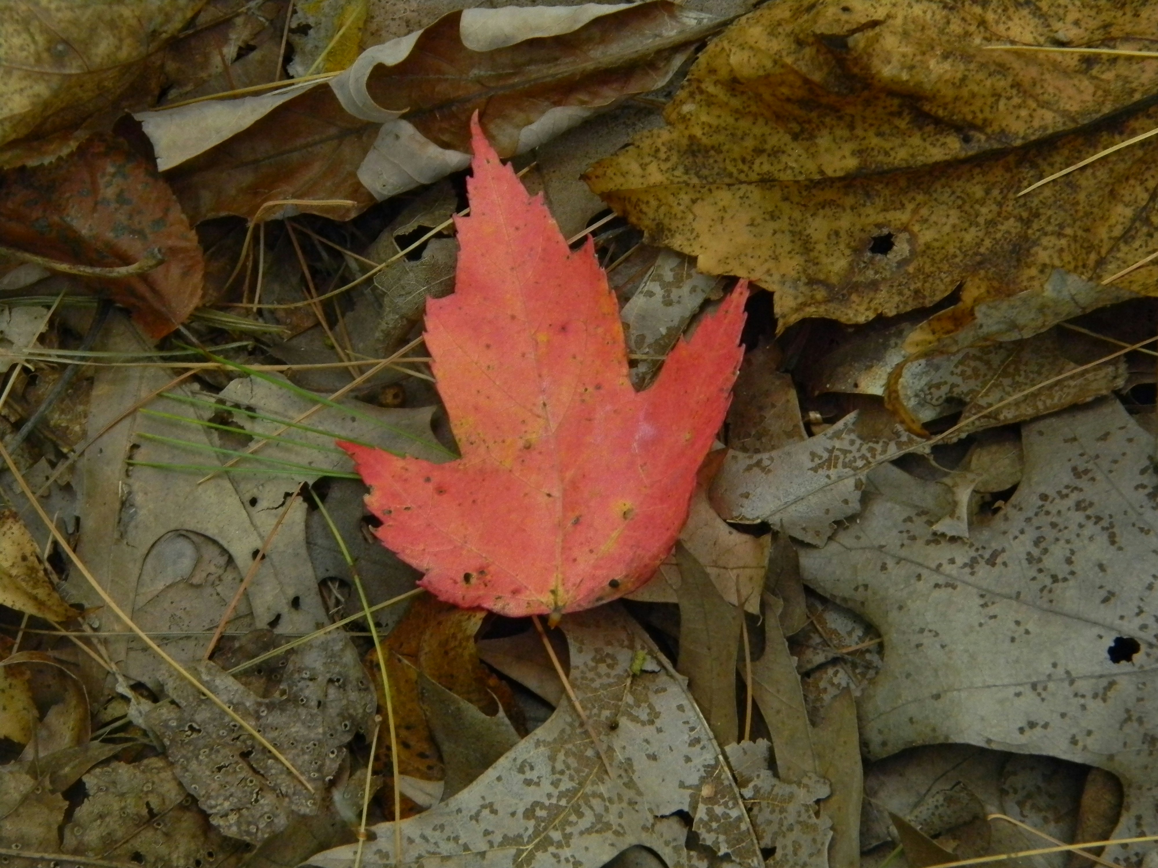 Vibrant red maple leaf resting atop a bed of earthy, muted foliage, symbolizing the transition of seasons.