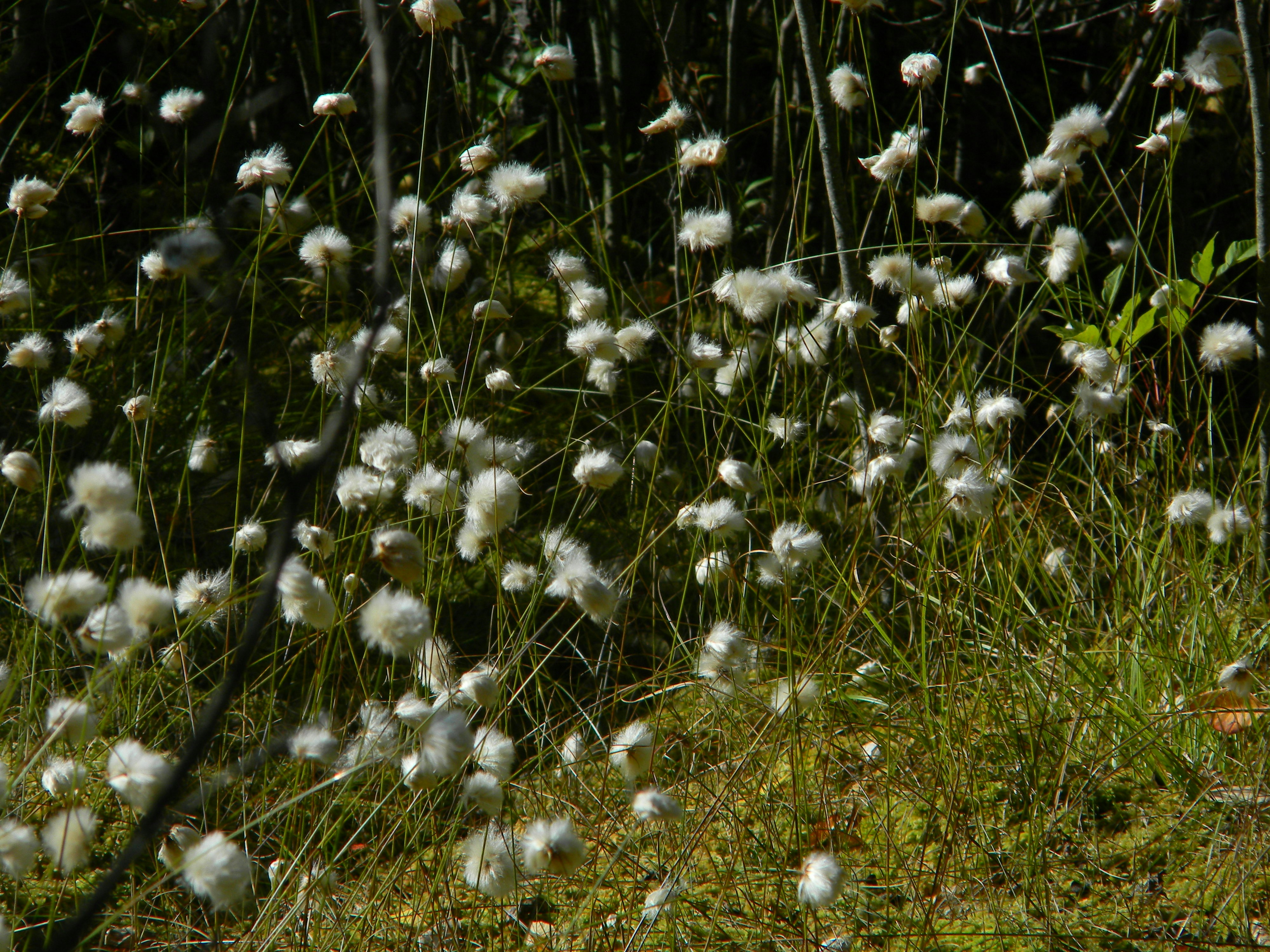 Fluffy cotton looking plants on a marshy swampland in the fall