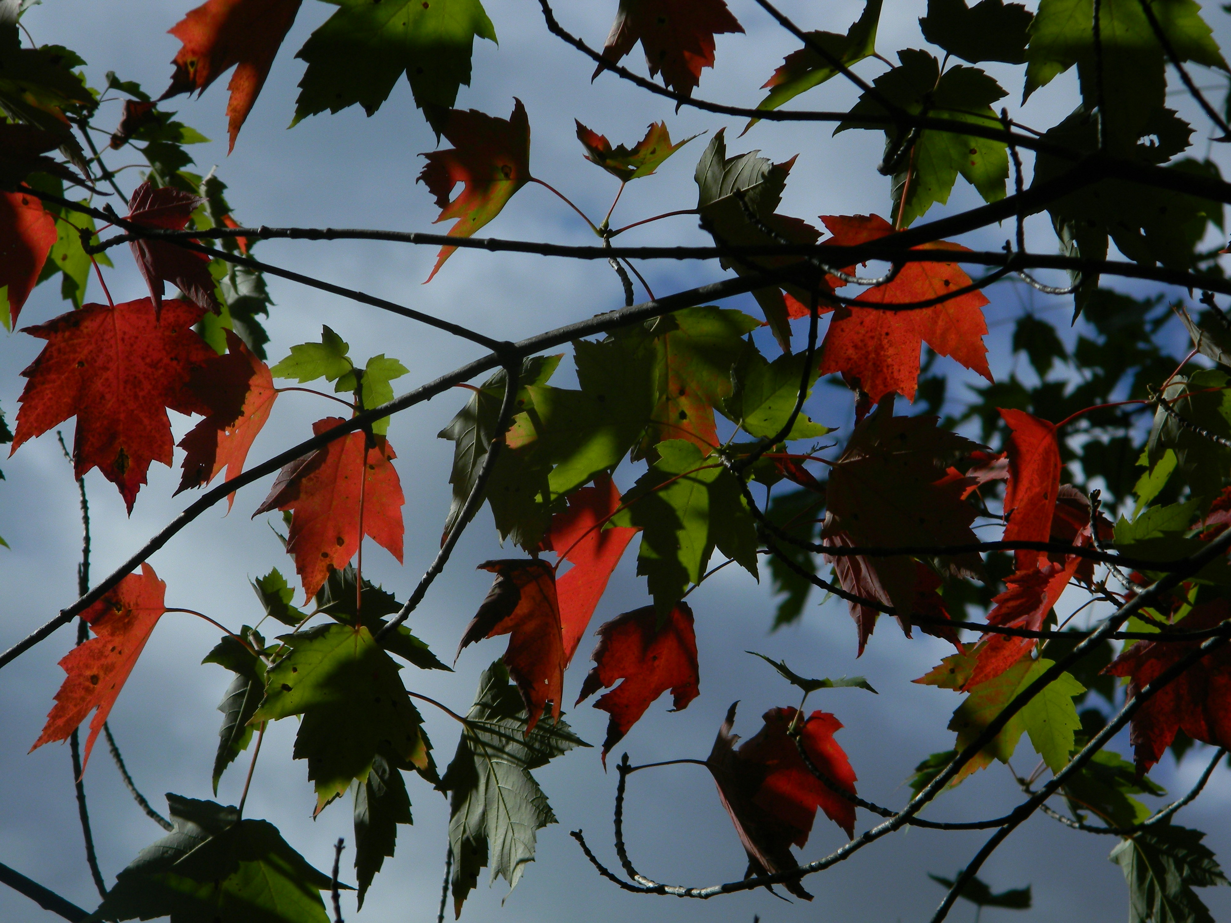 Vibrant red and green maple leaves silhouetted against a cloudy sky, showcasing the transition of seasons.
