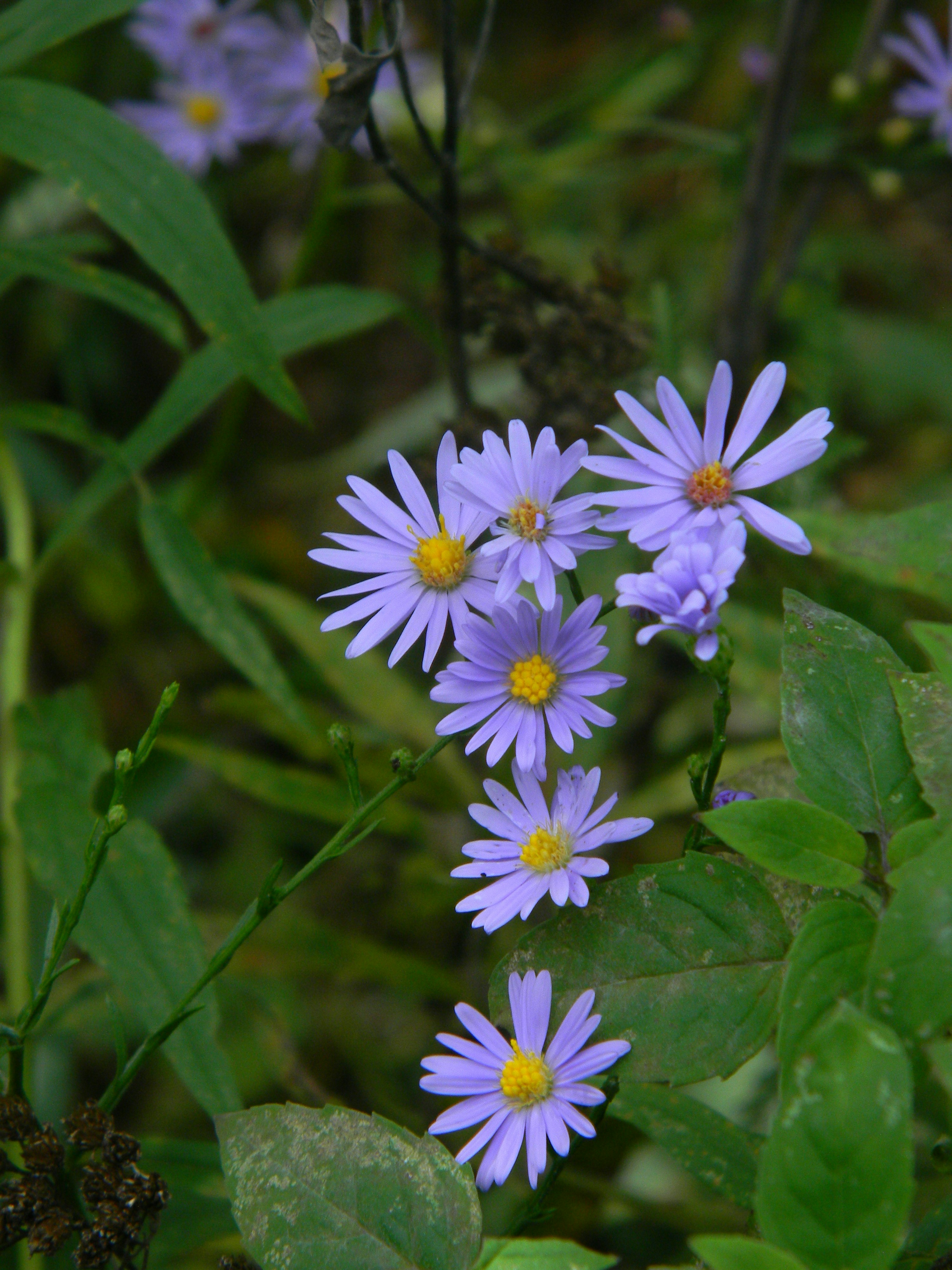 Cluster of lavender daisies amidst lush green foliage, showcasing delicate petals and vibrant yellow centers.