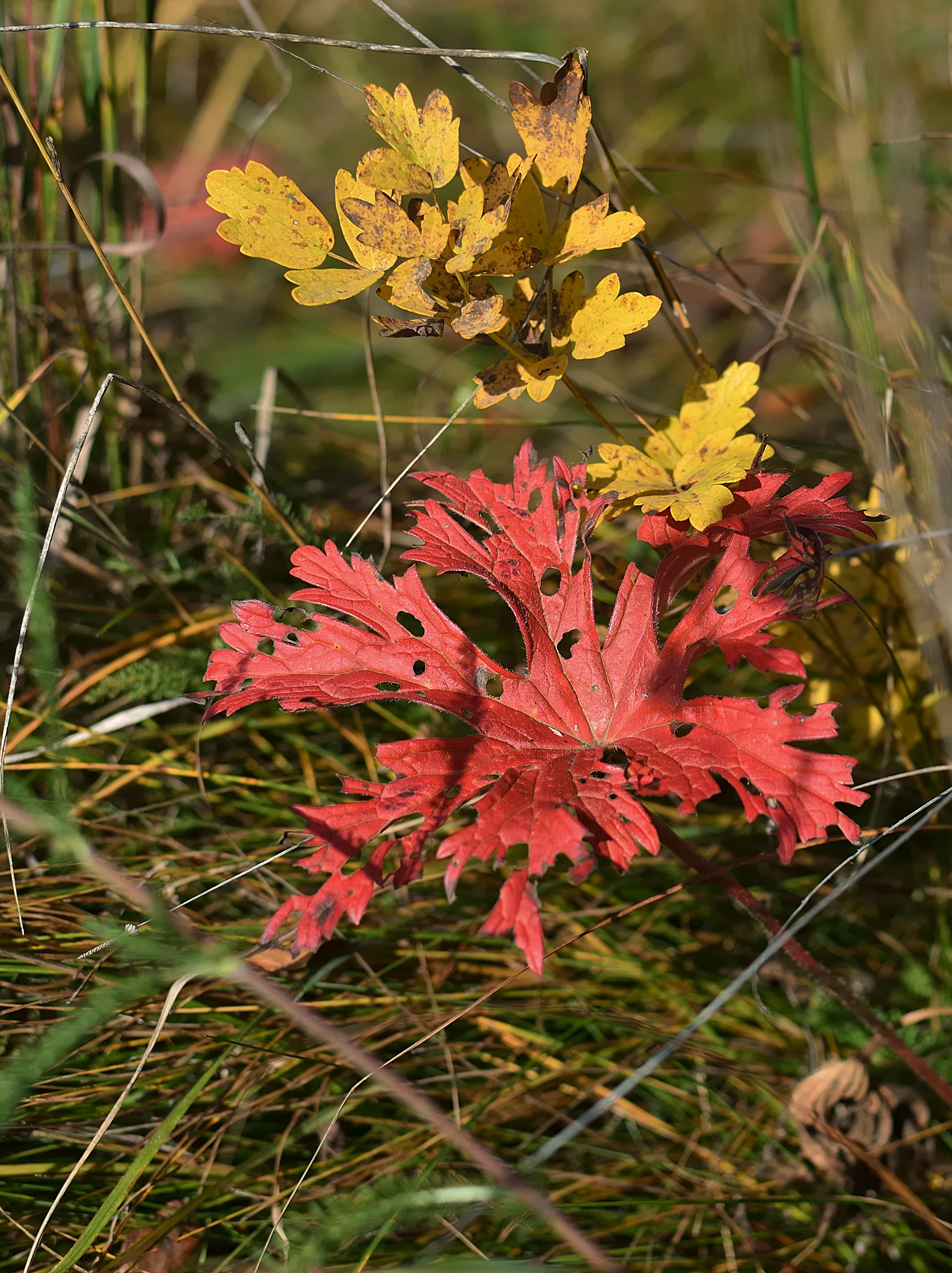 Autumn Leaf Mosaic: Red Maple Against Tangle of Grass