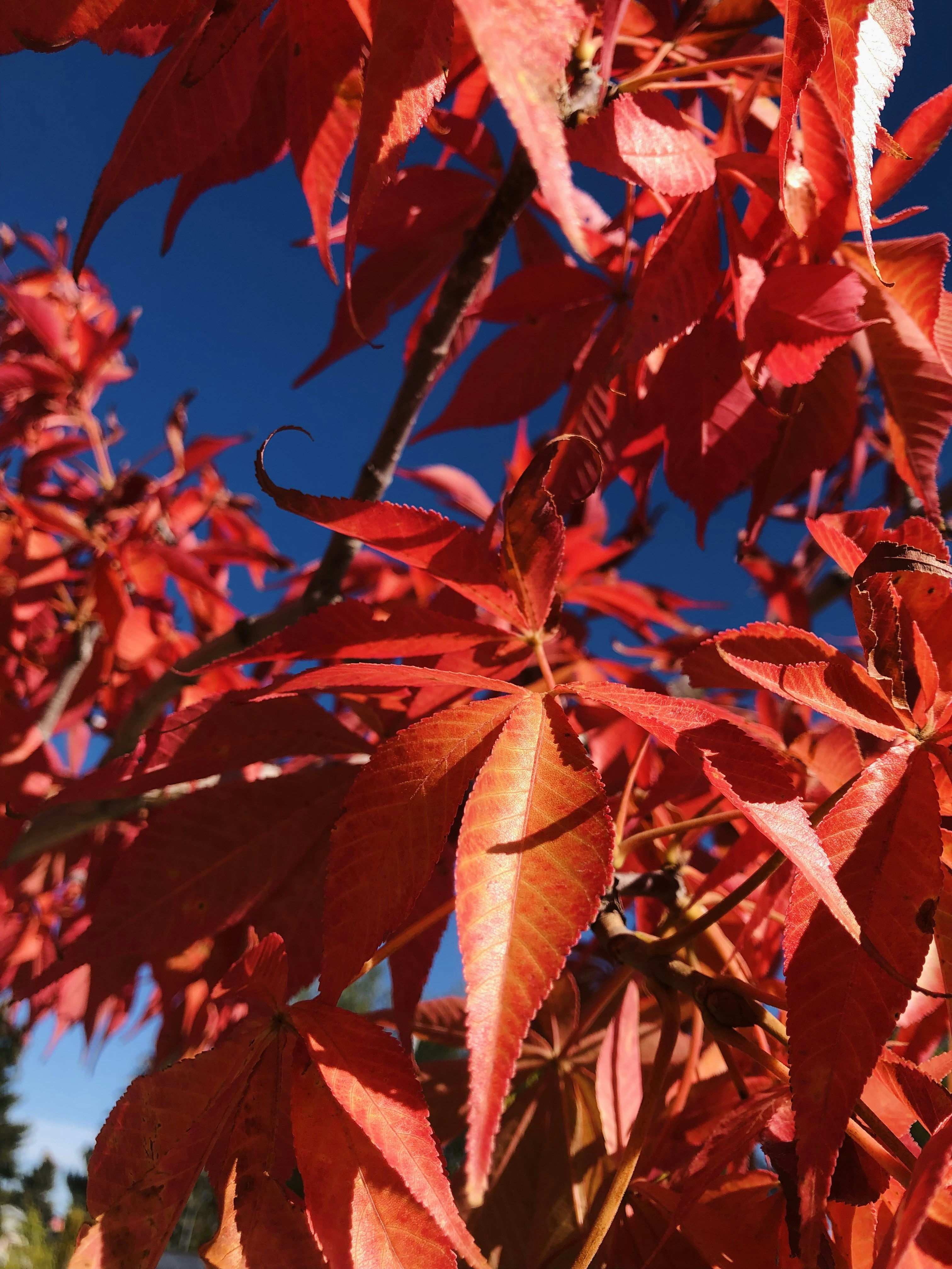 A close up of a tree with red leaves photo – Free Red Image on Unsplash