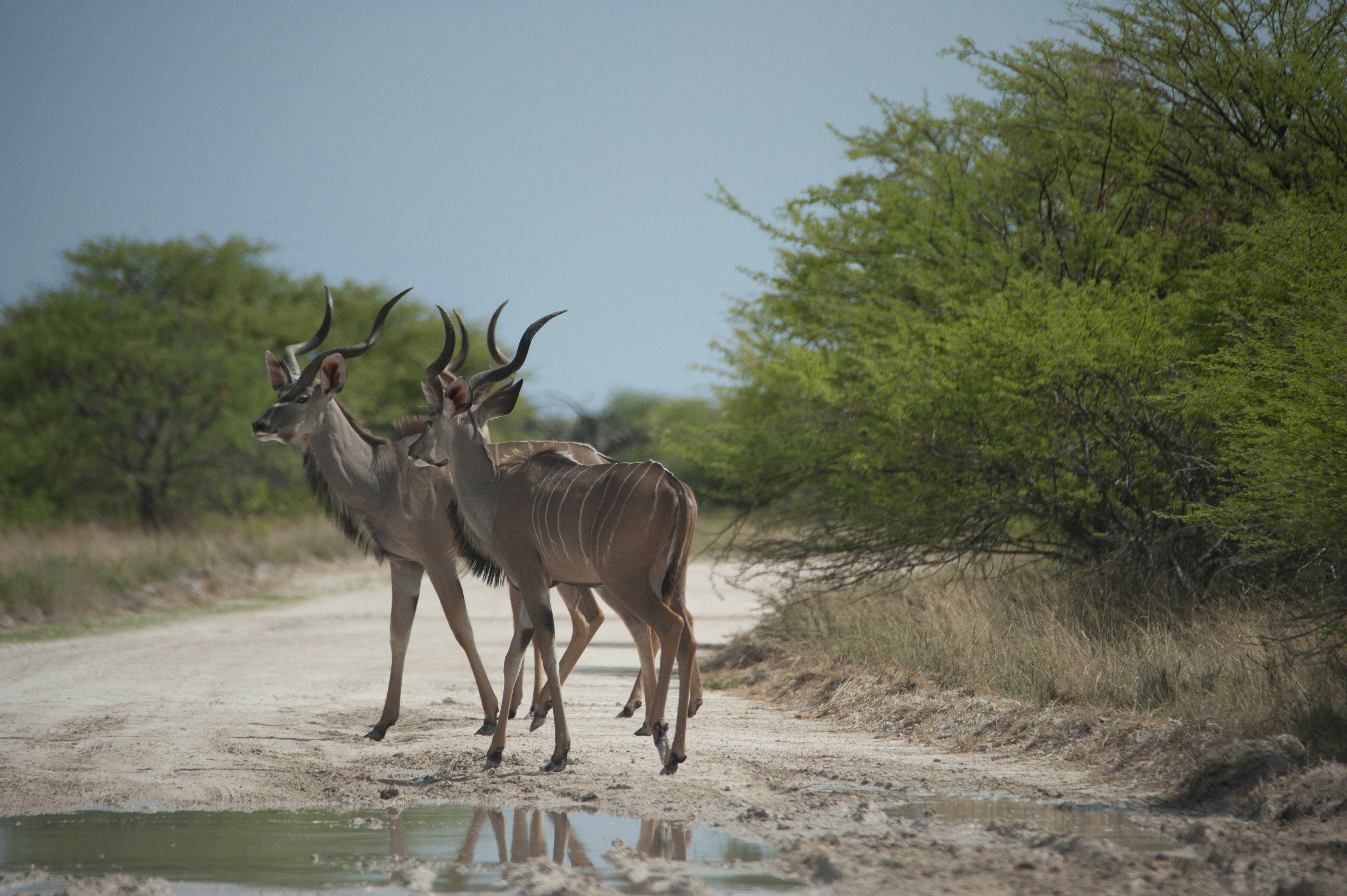 Two antelopes standing on a dirt road flanked by green shrubs under a clear sky.