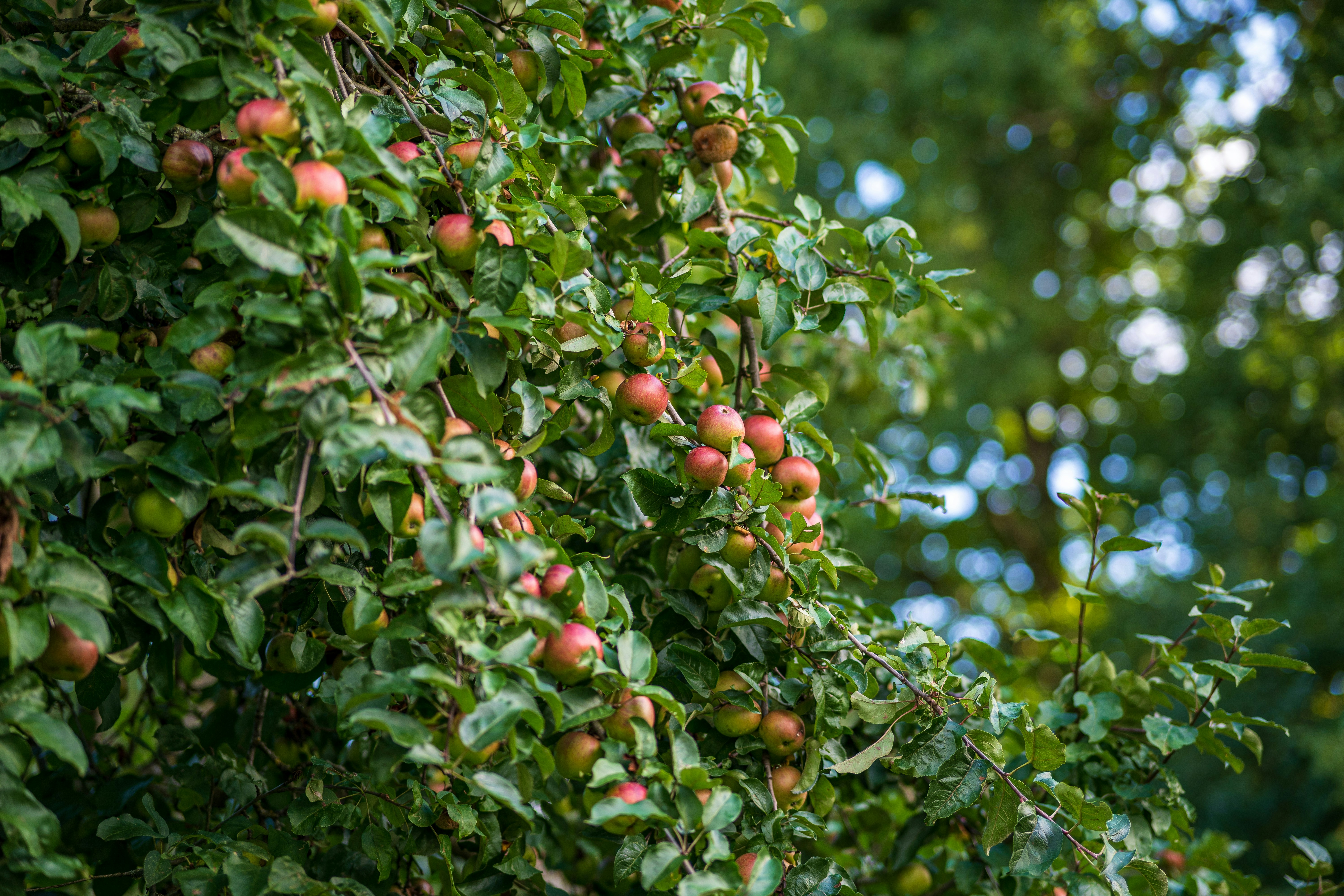 Un arbre avec beaucoup de fruits dessus photo – Photo Mühlbachweg ...