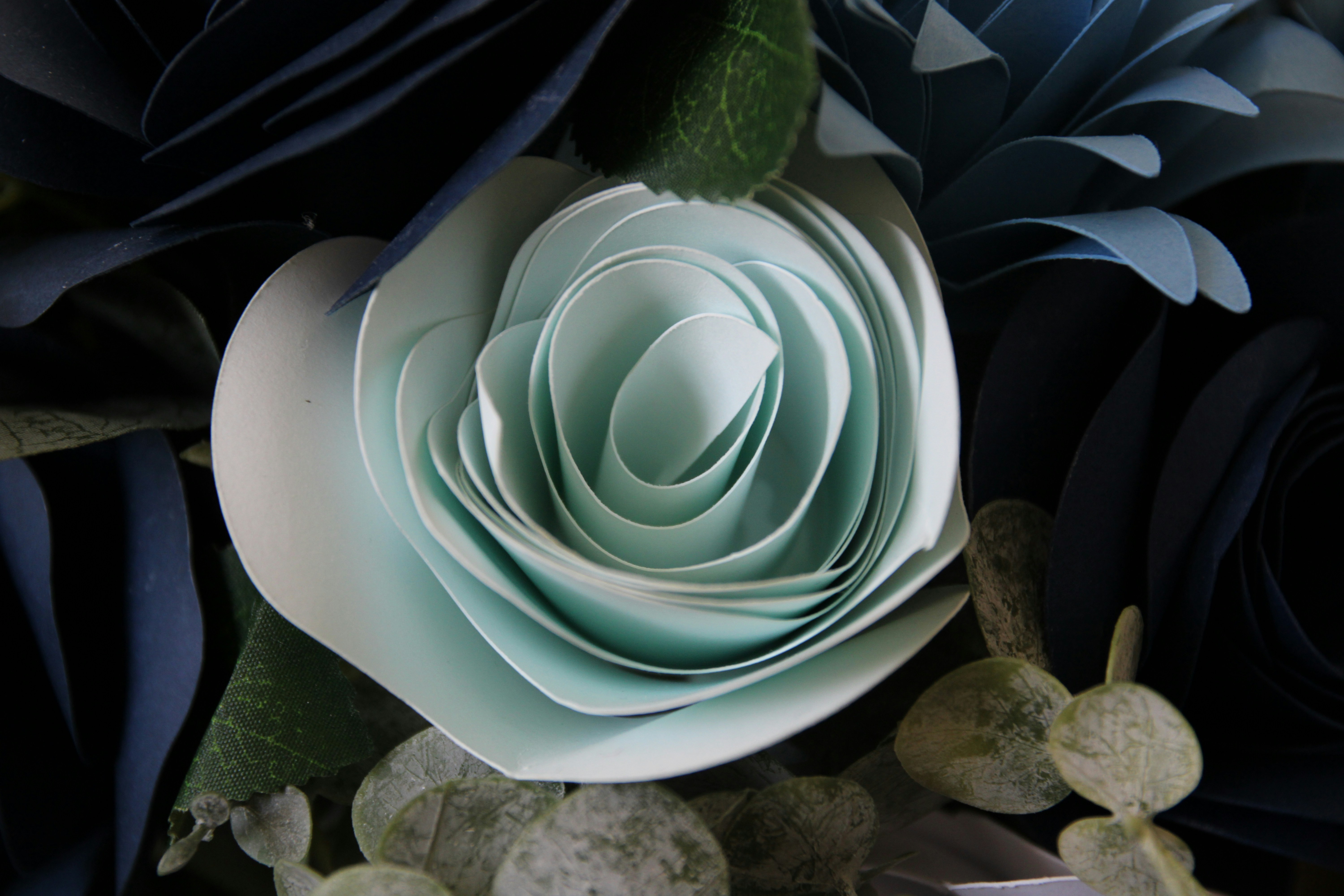 Minted petals: a pale rosette amid deep-blue foliage