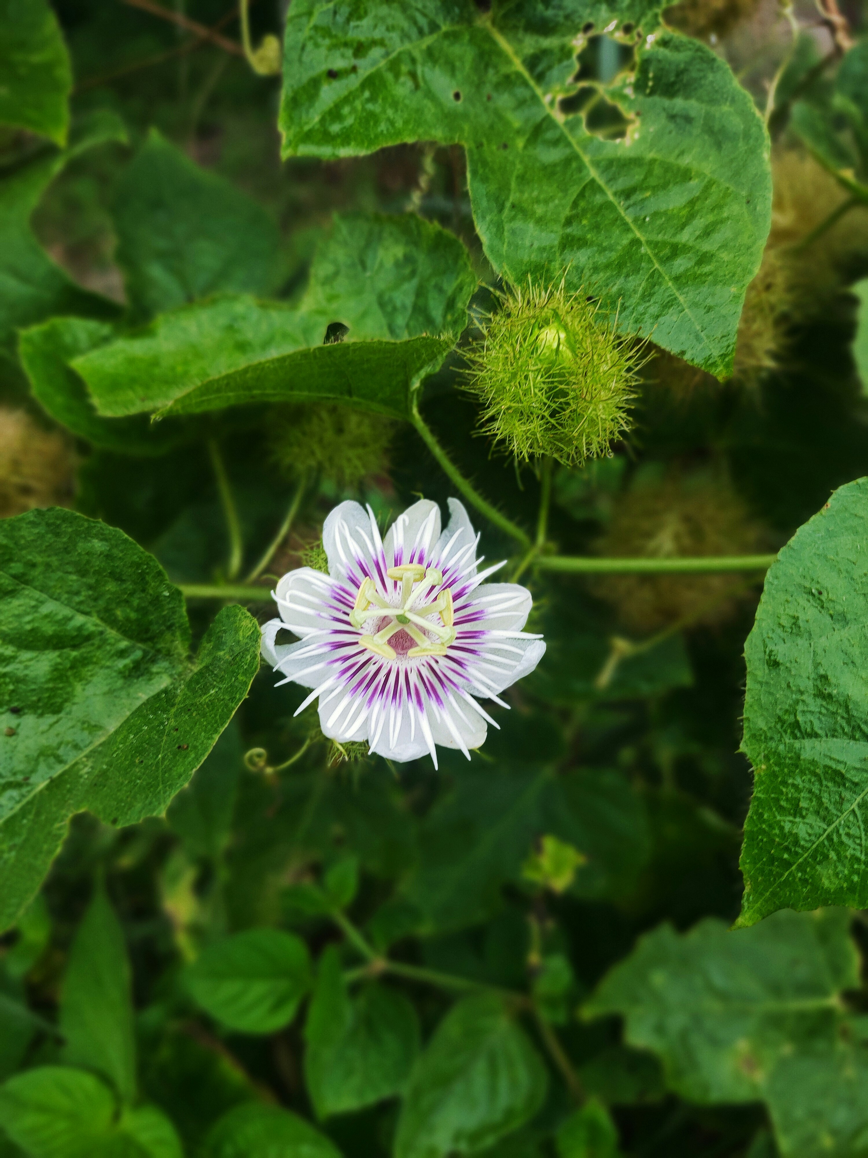 A flower on a plant photo – Free Aceh Image on Unsplash