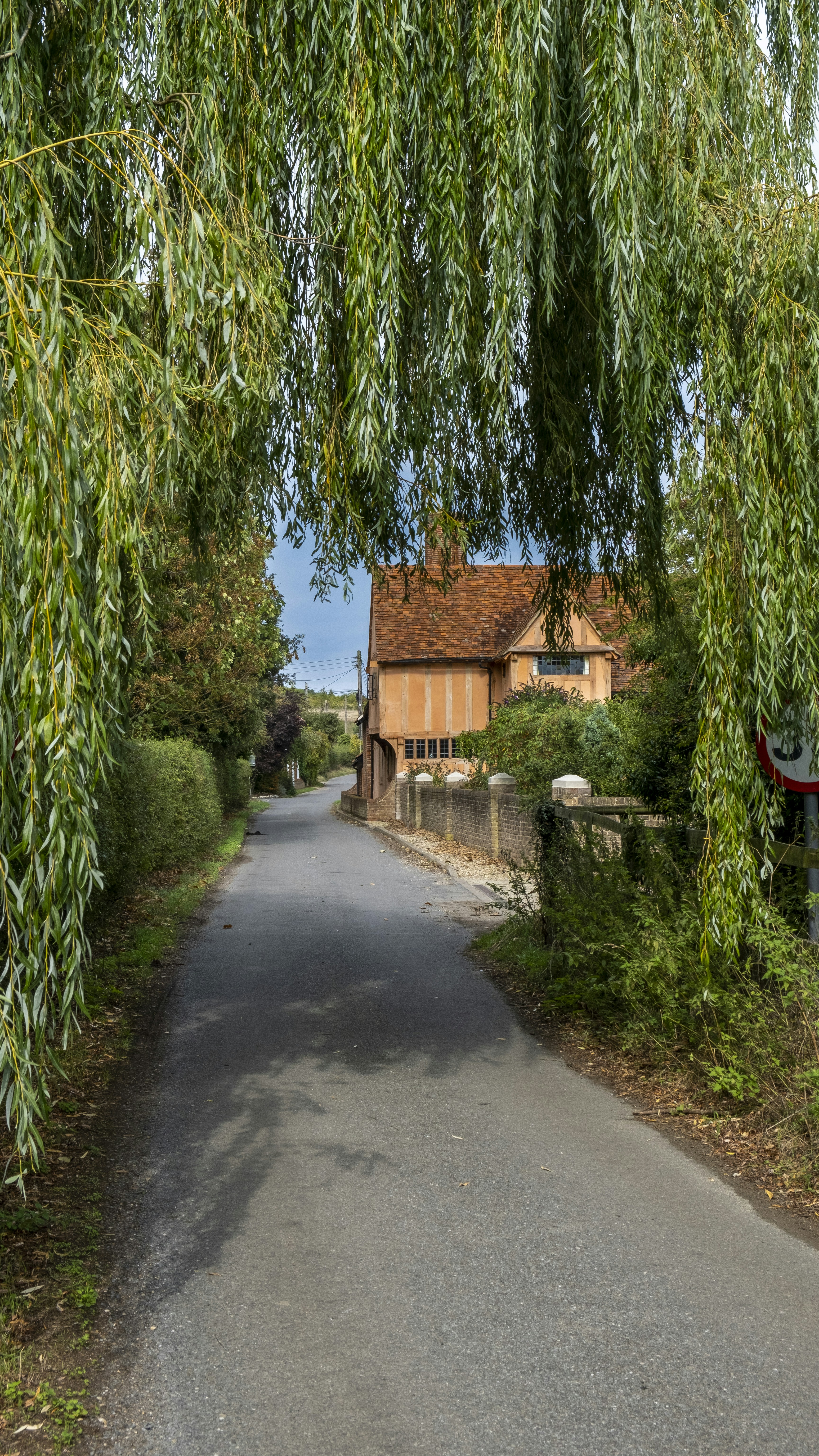 Quiet Village Lane Framed by Willow Canopy